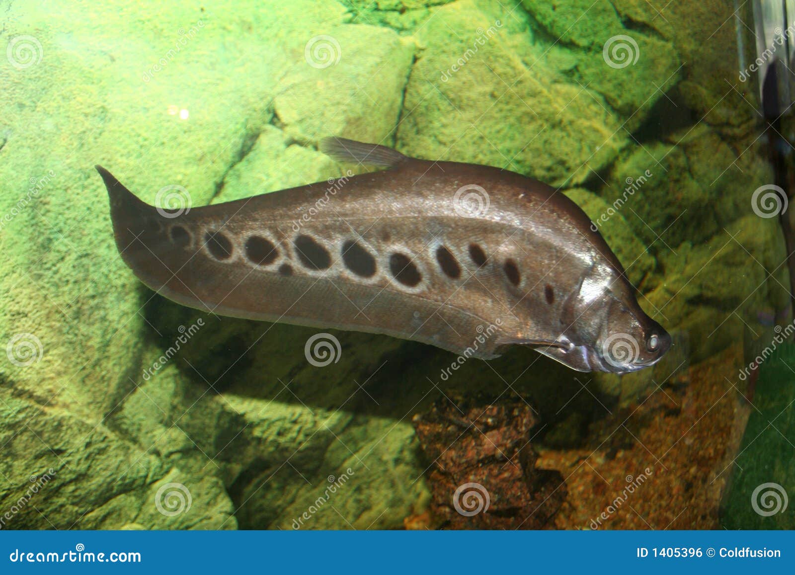 Notopterus Notopterus