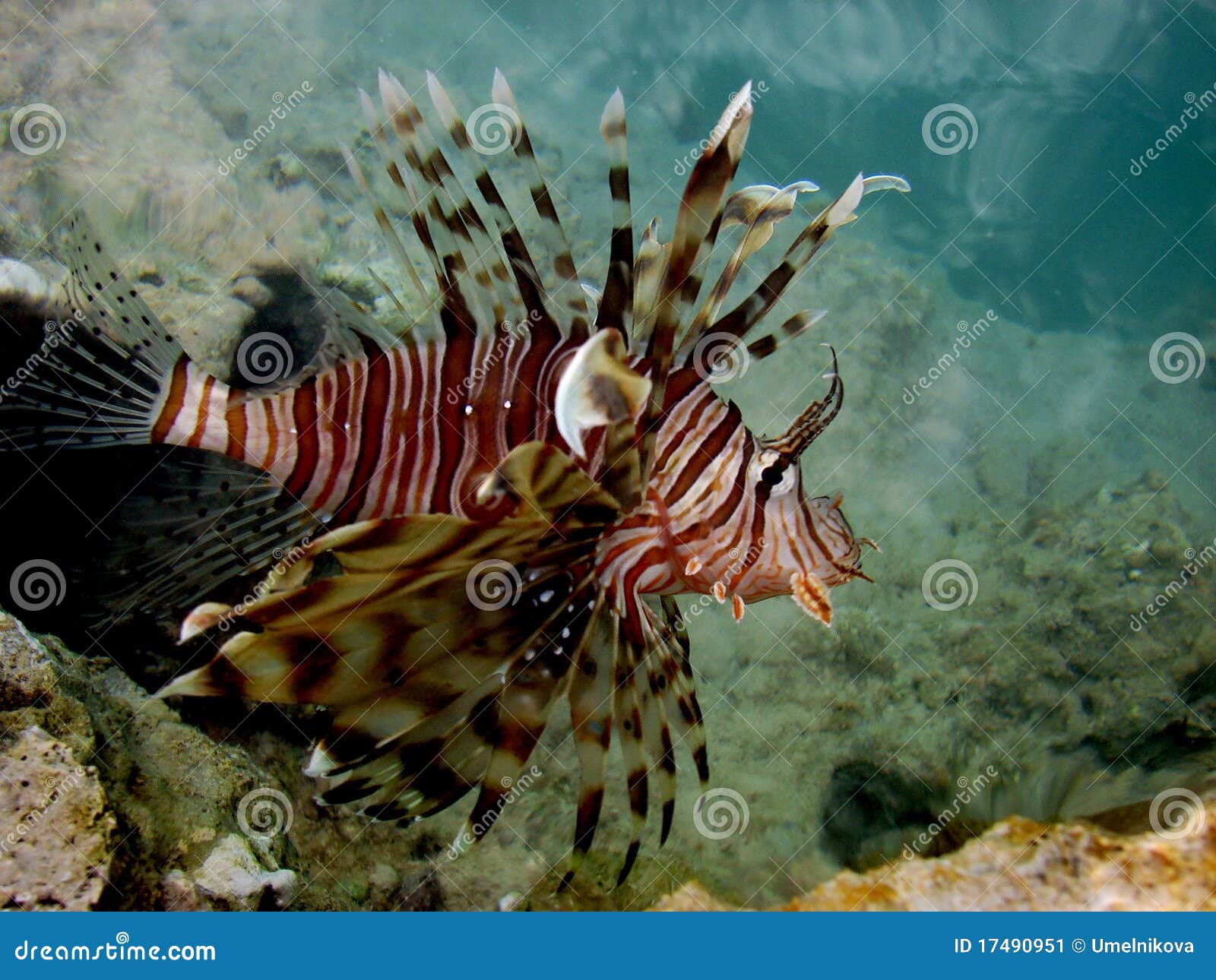 Exotic fish on Red sea stock image. Image of pterois - 17490951