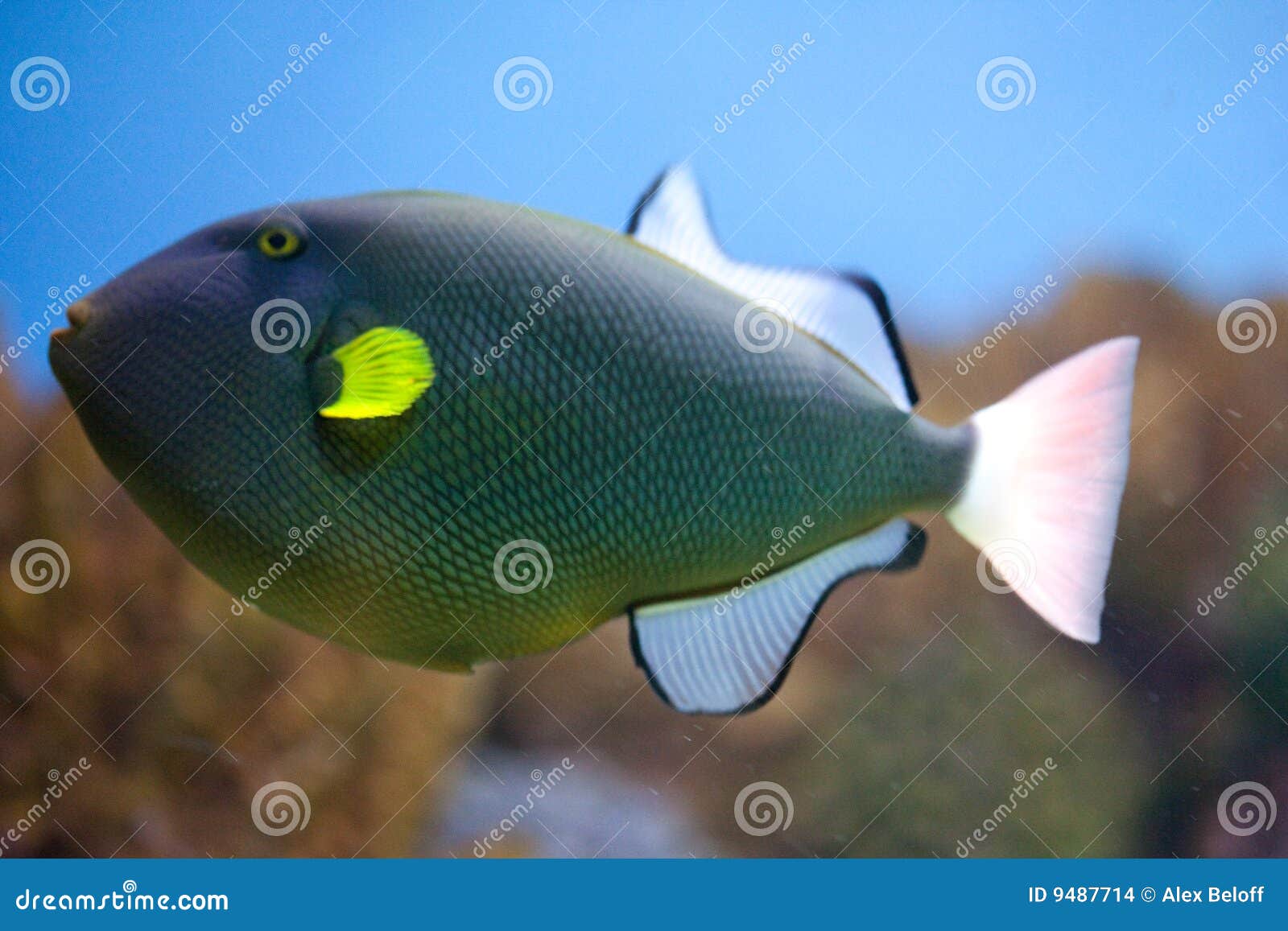Exotic Fish In Freshwater Aquarium Stock Image | CartoonDealer.com ...