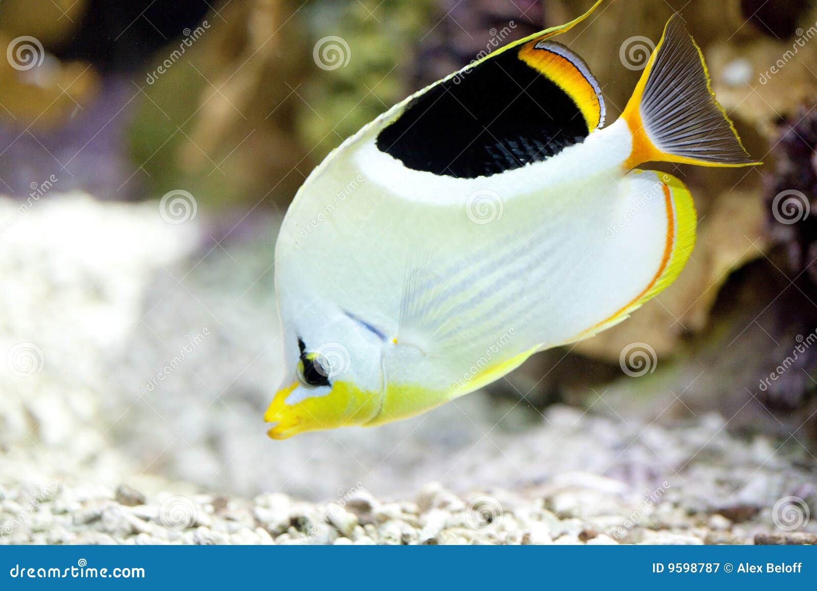 Exotic fish in tank stock image. Image of corals, tang - 9598787