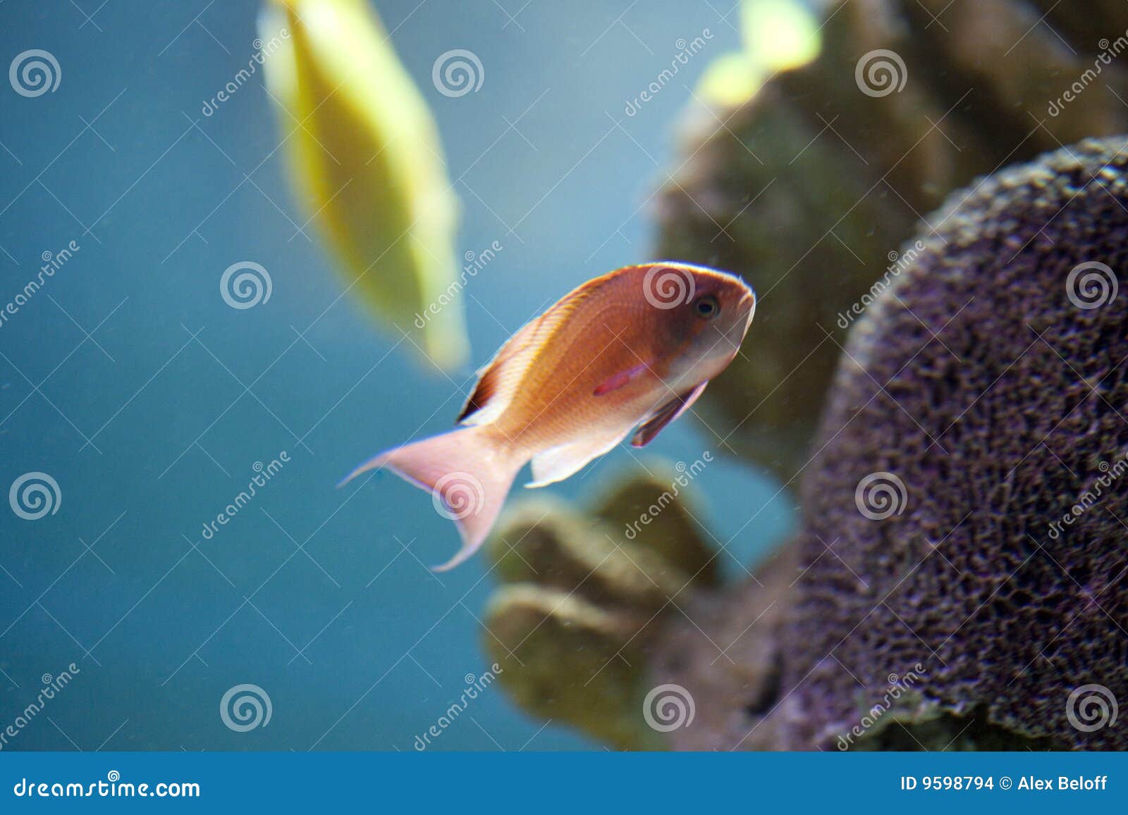 Exotic fish in tank stock photo. Image of rare, yellow - 9598794