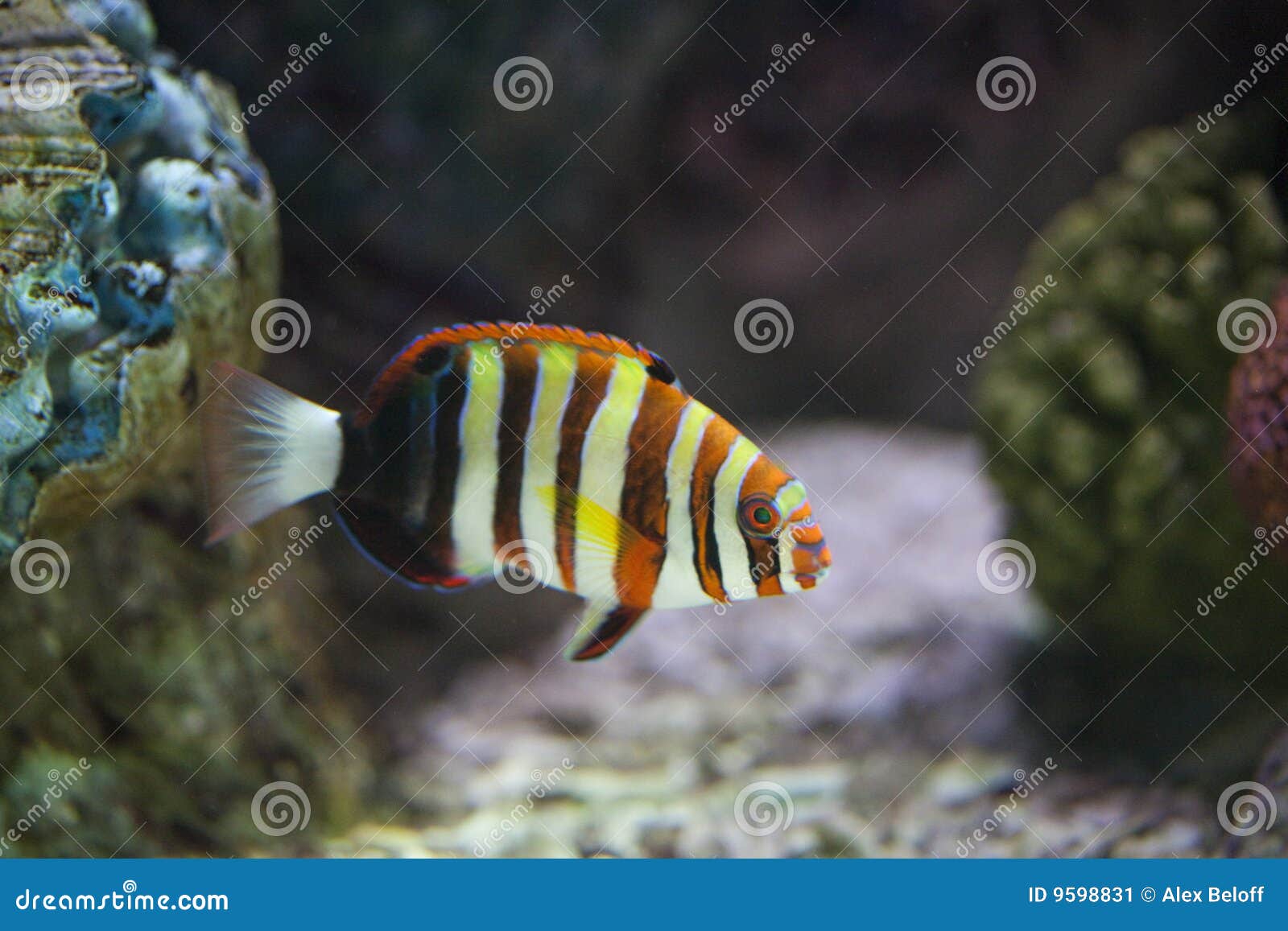 Exotic fish in tank stock image. Image of warm, corals - 9598831