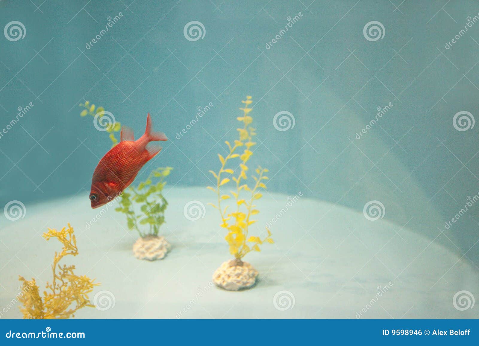 Exotic fish in tank stock photo. Image of lines, corals - 9598946