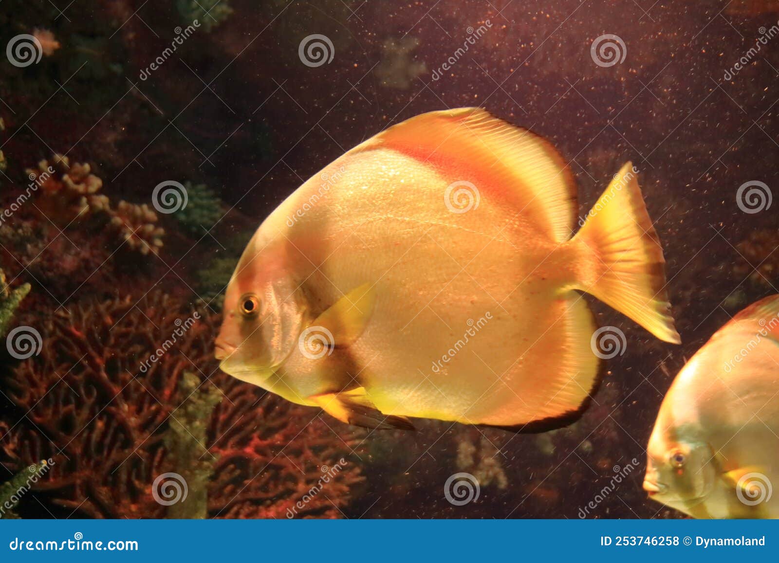 Exotic Fish Tank Aquarium in Antalya, Turkey Stock Photo - Image of ...