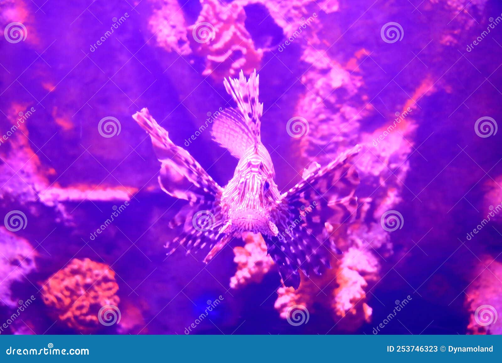 Exotic Fish Tank Aquarium in Antalya, Turkey Stock Image - Image of ...