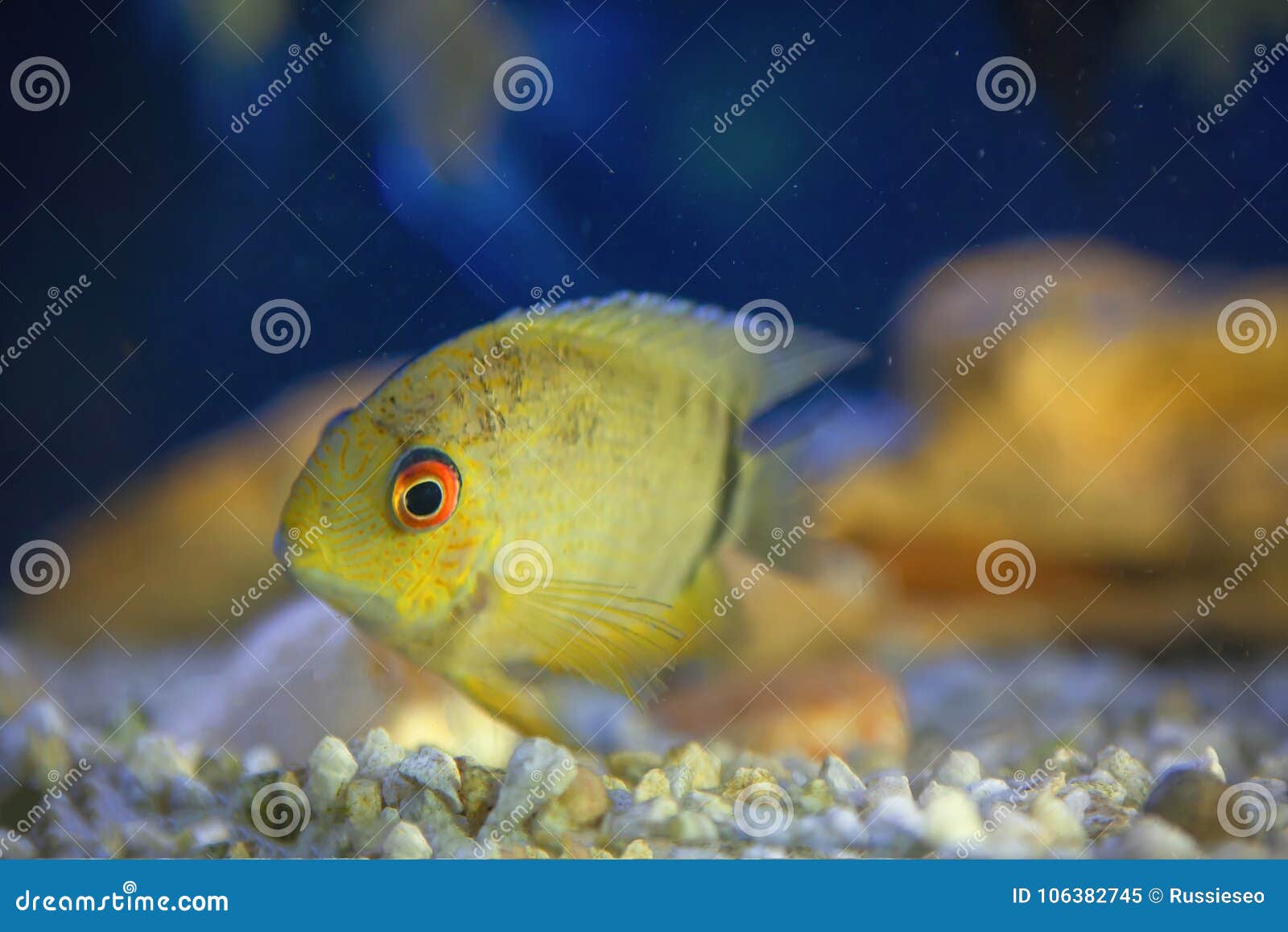 Exotic fish at the bottom stock image. Image of blue - 106382745