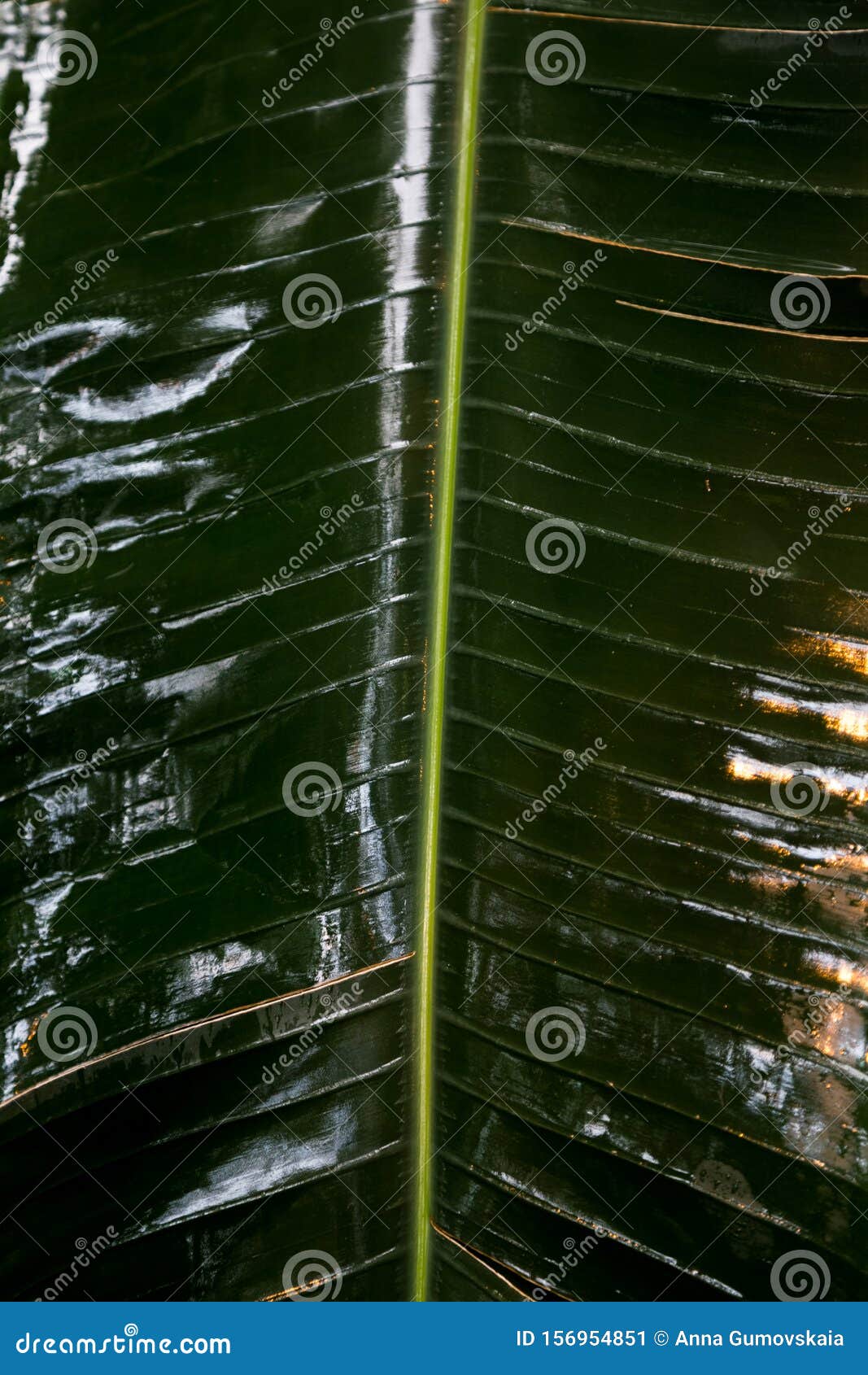 Exotic Flora. Tropical Green Leaf. Close Up. Stock Image - Image of ...
