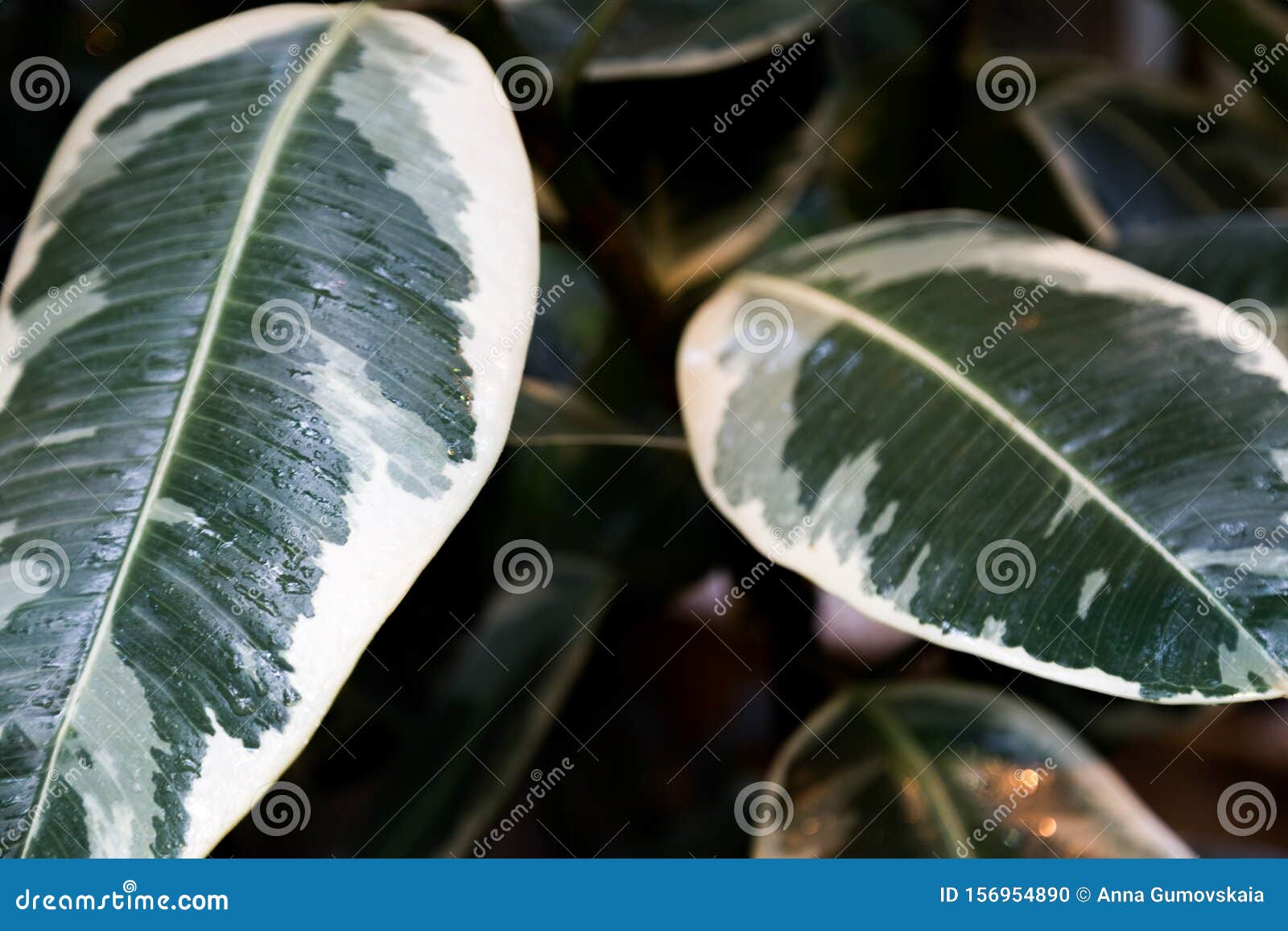 Exotic Flora. Tropical Green Leaf. Close Up. Stock Photo - Image of ...