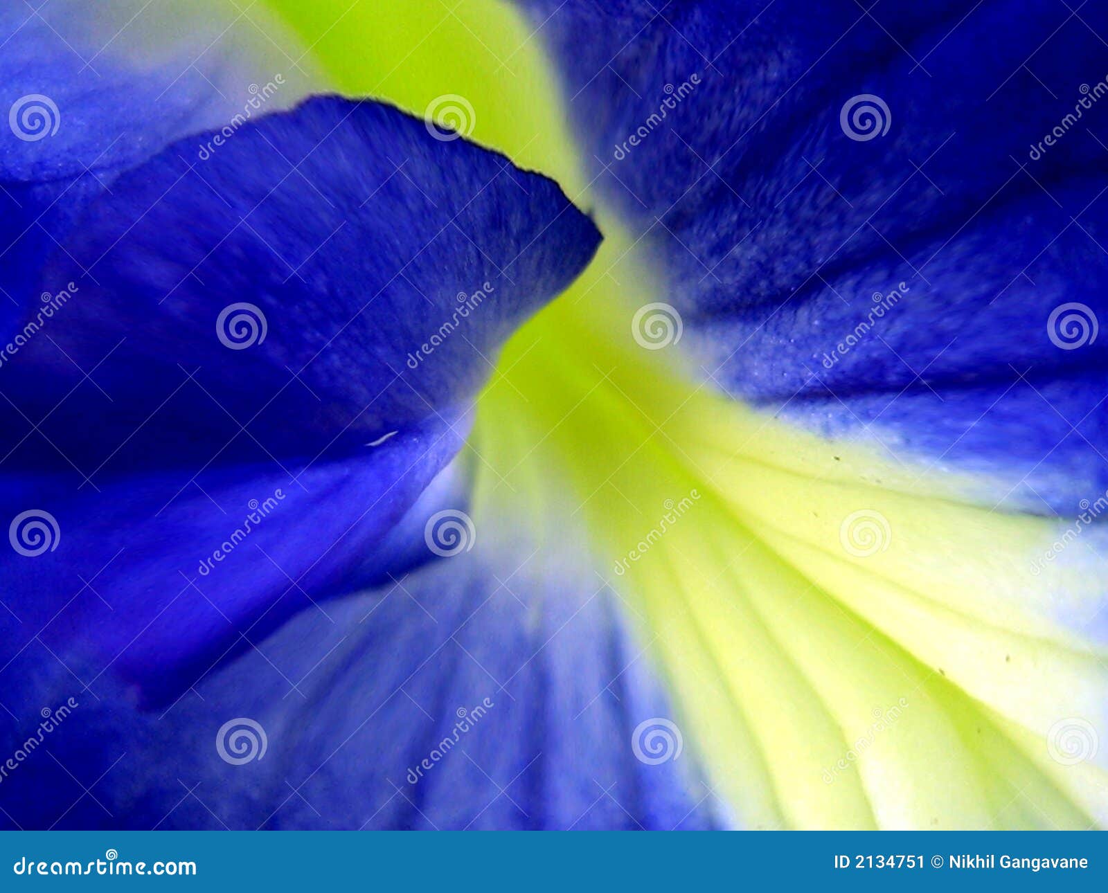 Exotic Flower stock image. Image of patterns, blue, pattern - 2134751