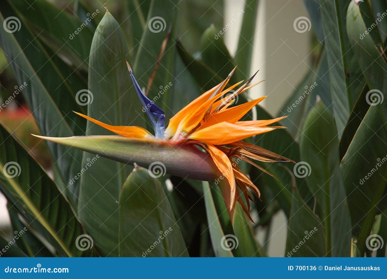 Exotic Red Flower With Green Leaves On A Dark Background, Wallpaper For ...