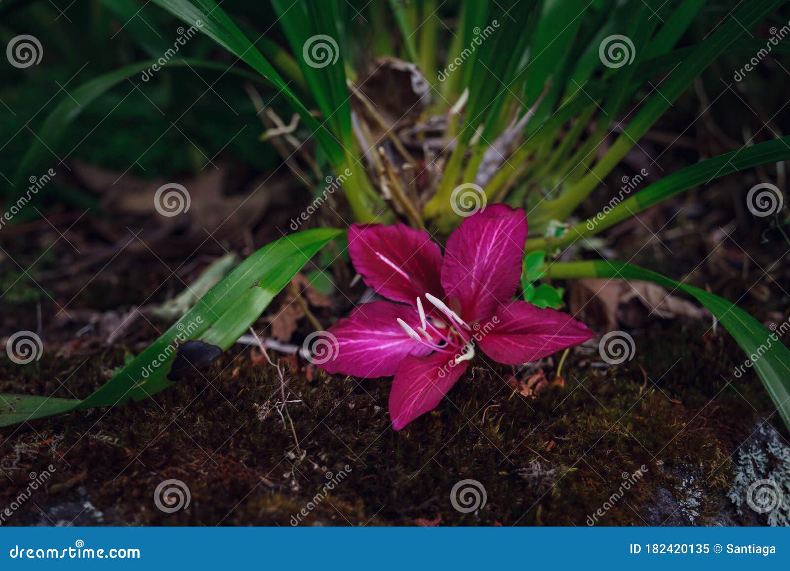 Exotic Flower on a Background of Green Garden Stock Image - Image of ...