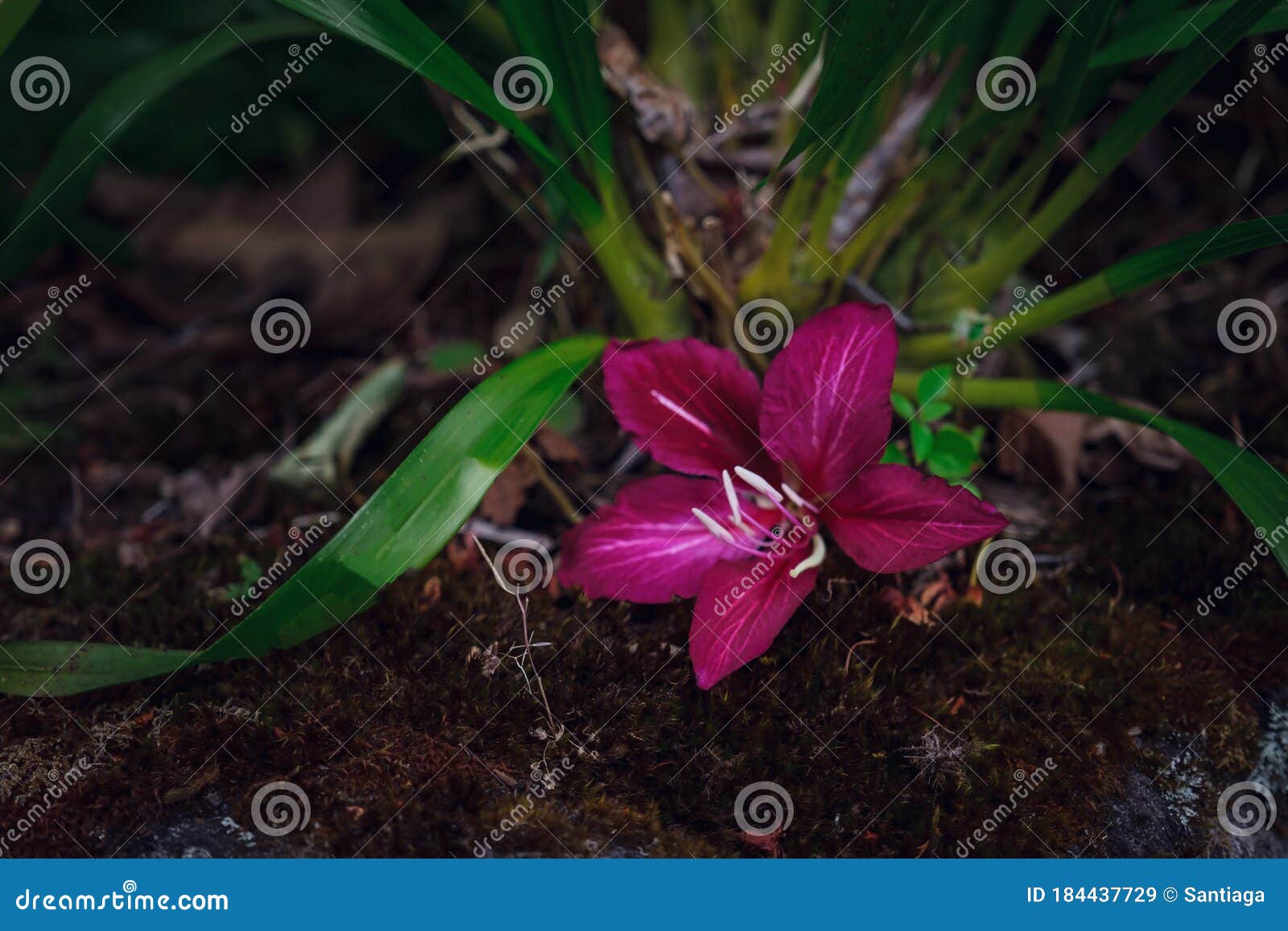 Exotic Flower on a Background of Green Garden Stock Image - Image of ...