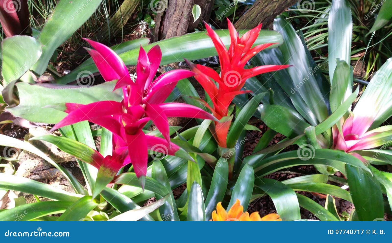 Exotic flower stock image. Image of beautiful, nature - 97740717