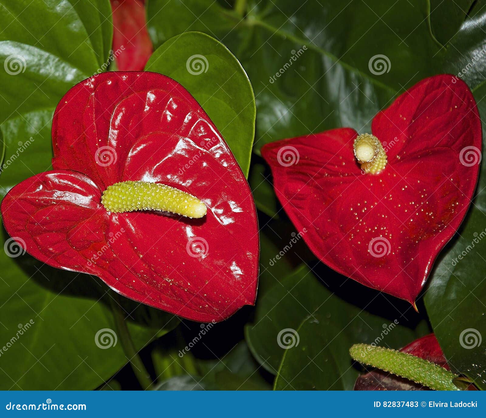 Exotic flower stock image. Image of pretty, close, beautiful - 82837483