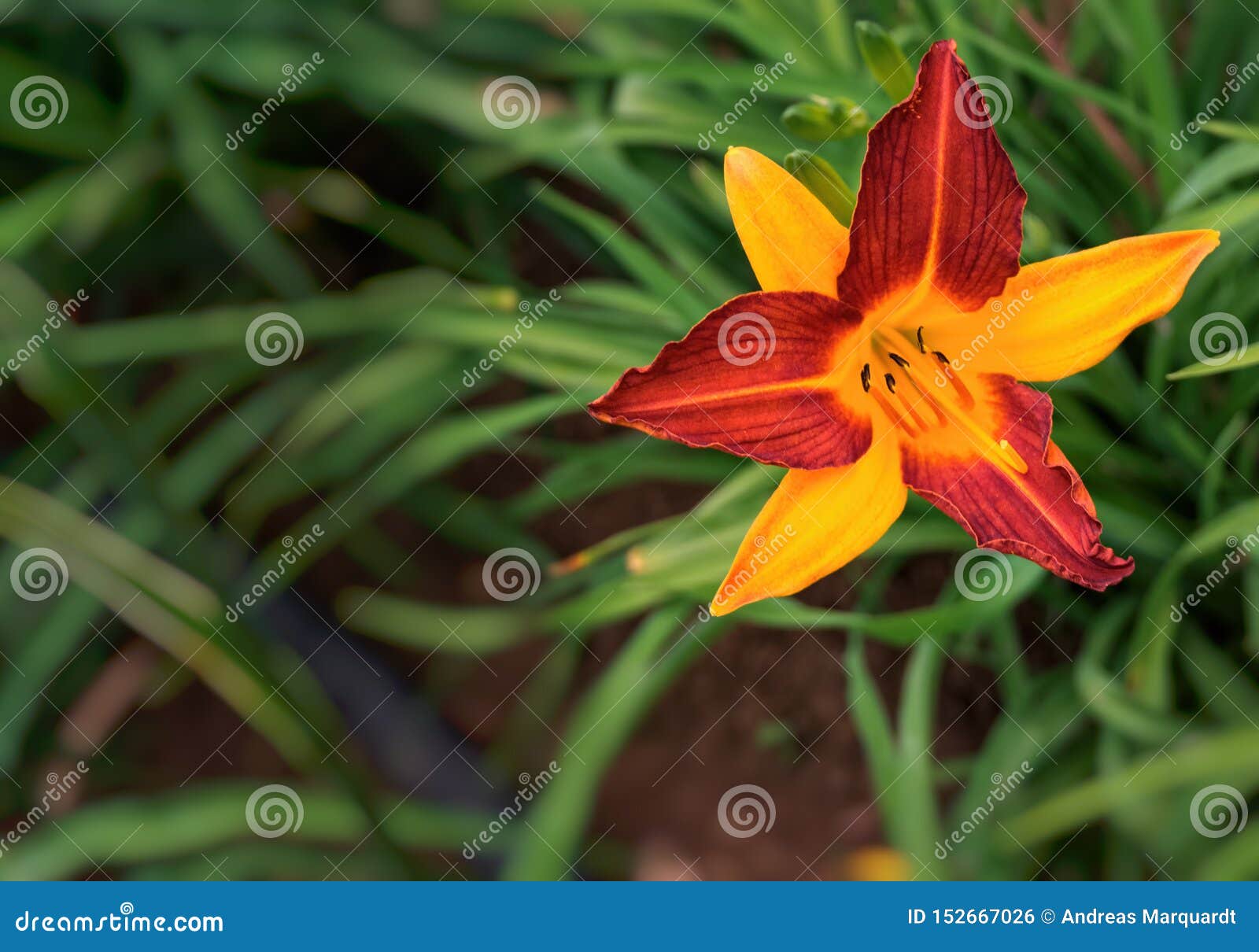 An exotic flower in Rwanda stock photo. Image of blossoms - 152667026