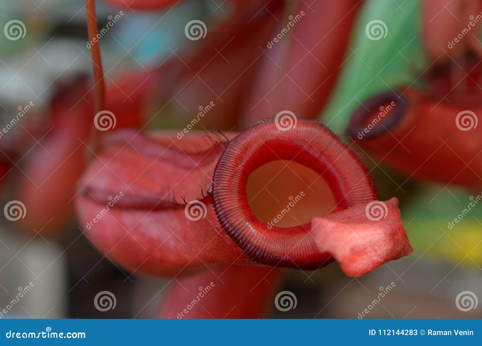 Exotic Flower-trap for Insects in the Form of a Tube. Stock Image ...