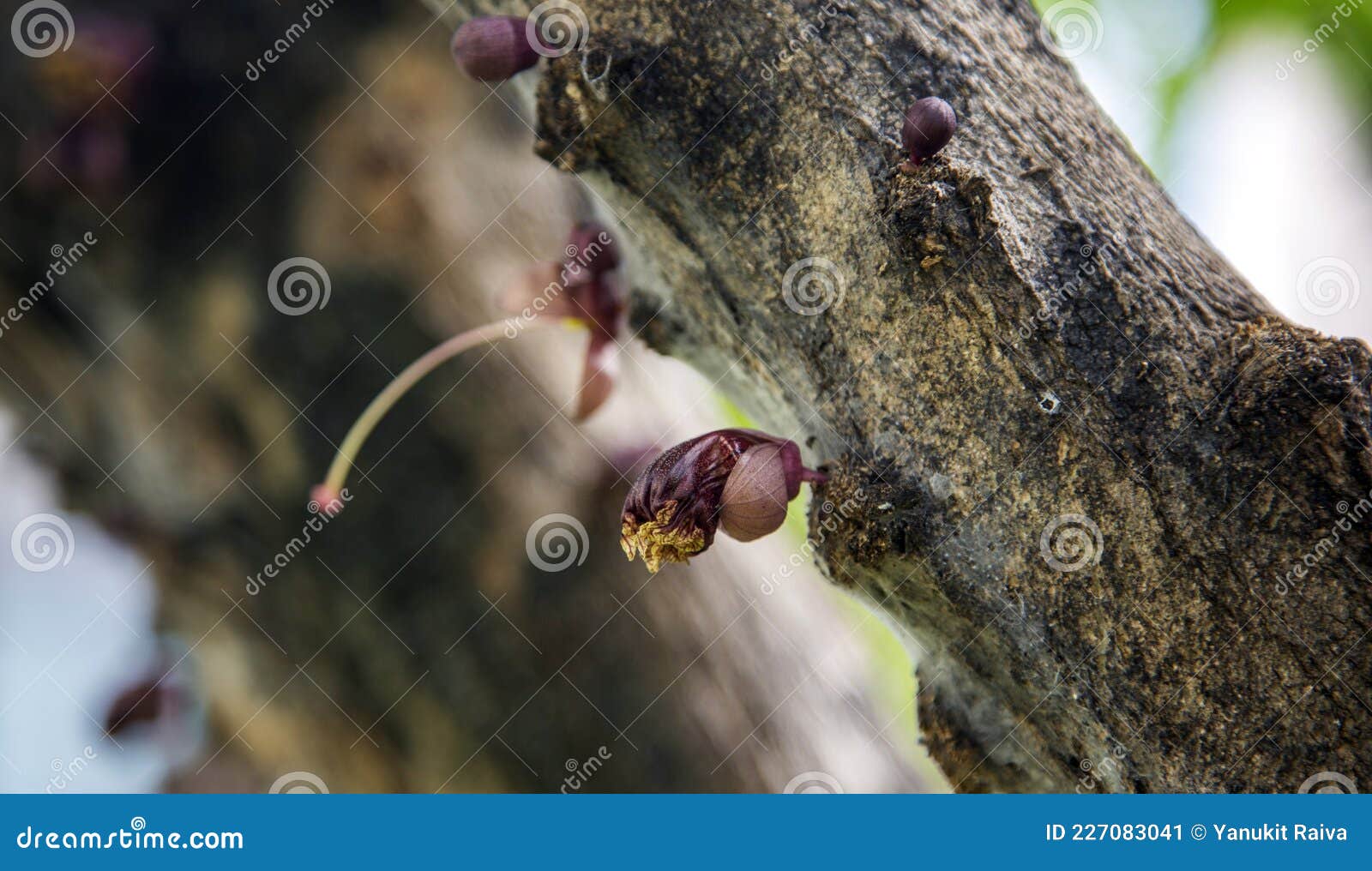 Exotic Flower on Tree in Nature Concept Stock Image - Image of branch ...