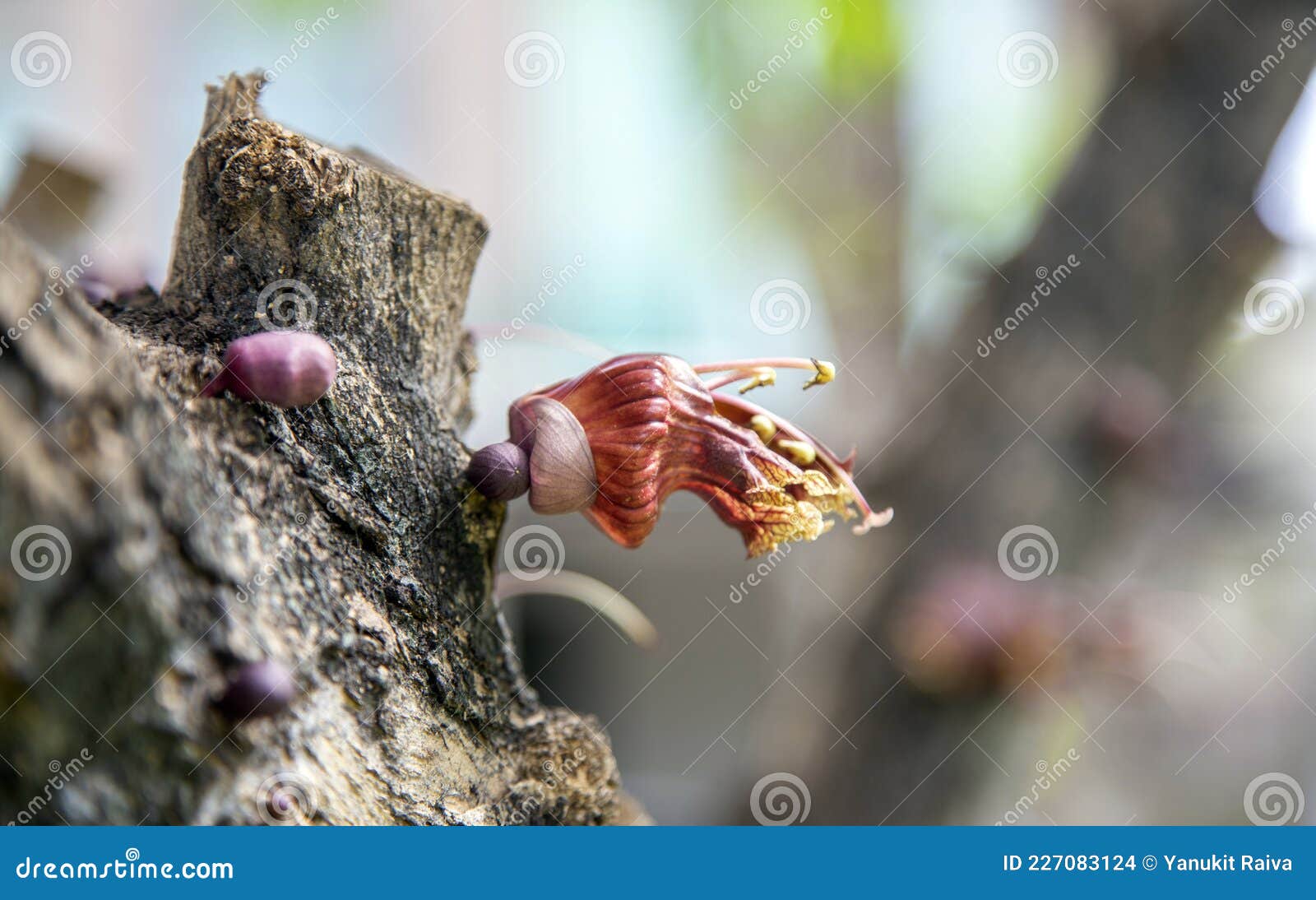 Exotic Flower on Tree in Nature Concept Stock Photo - Image of leaf ...