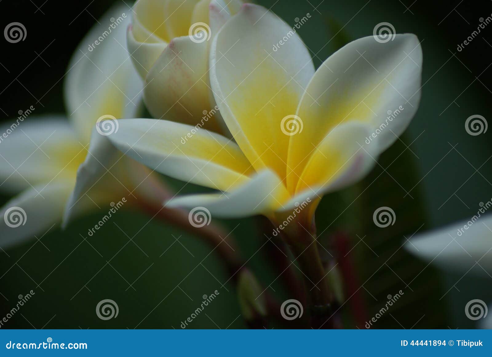 Exotic flowers in Cyprus editorial stock image. Image of view - 44441894