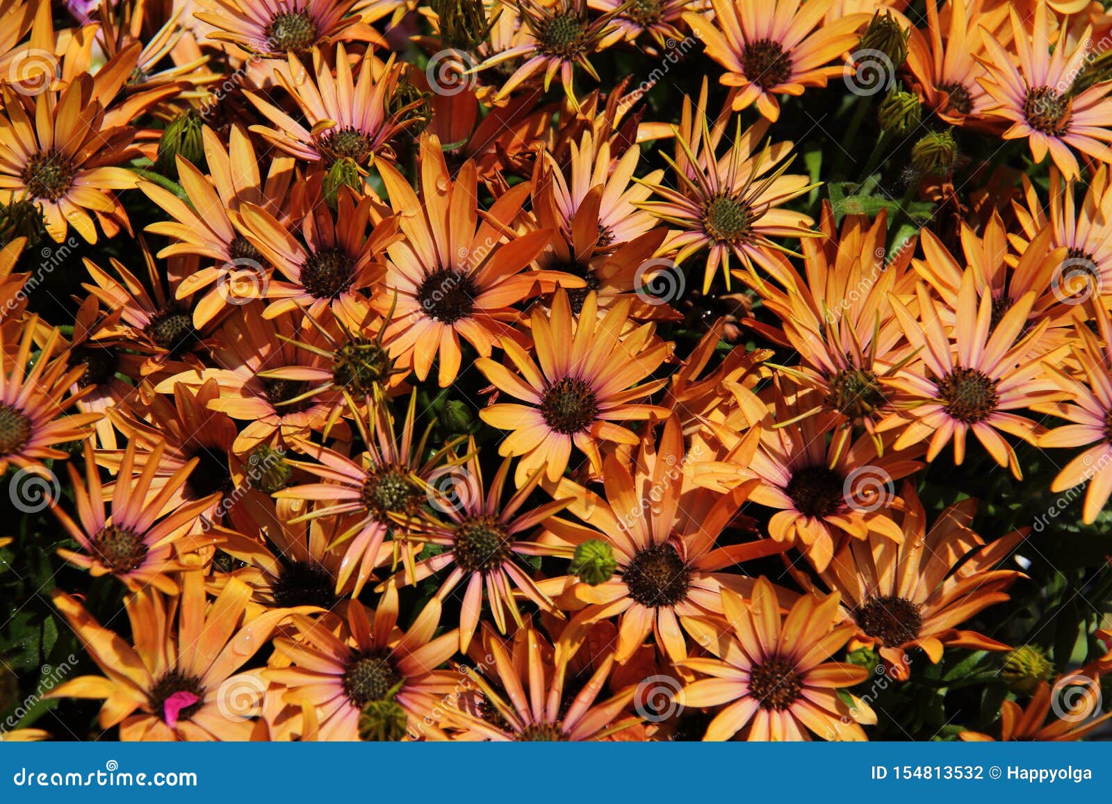 Exotic Flowers, Orange Daisy Stock Photo - Image of osteospermum, flora ...