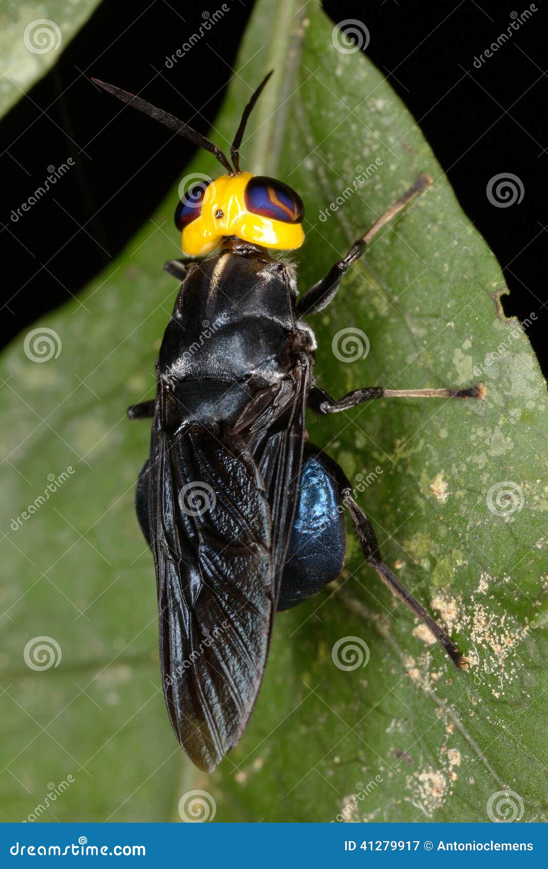 Exotic Fly on a Leaf of the Tree. Stock Image - Image of zoology ...