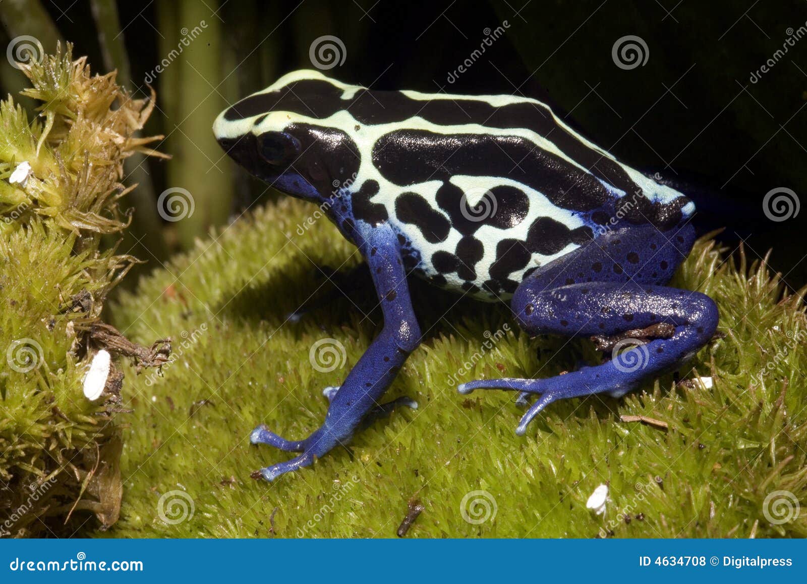 Exotic frog stock photo. Image of toxic, croak, terrarium - 4634708