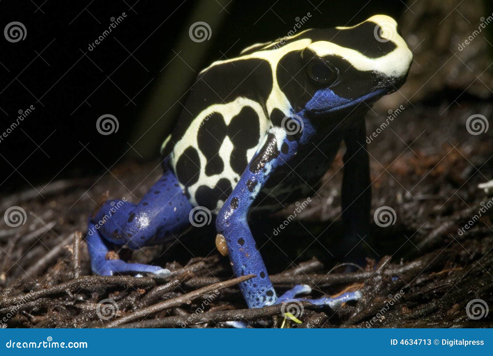 Exotic frog stock image. Image of tadpole, legs, forest - 4634713