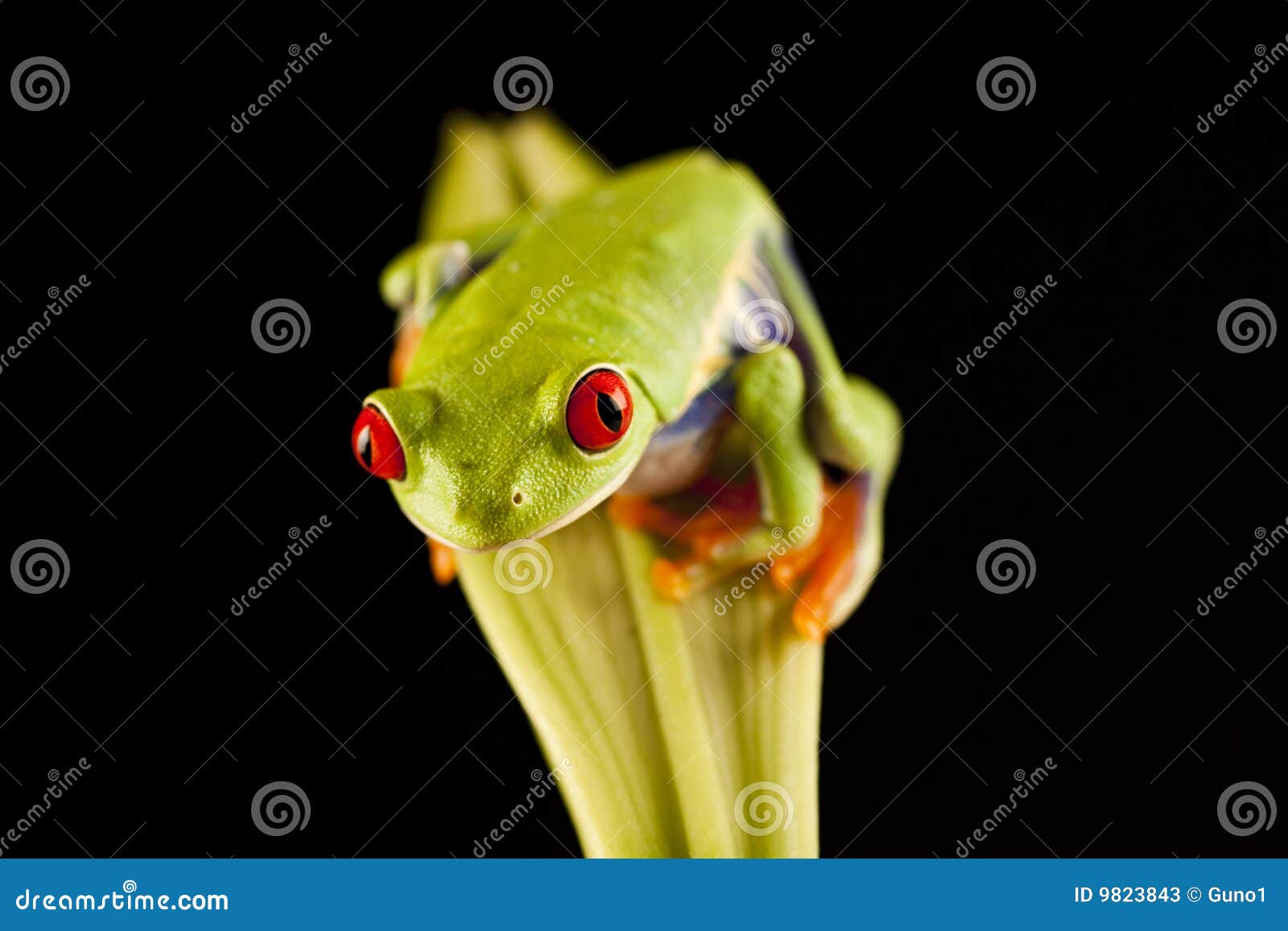 Exotic frog stock image. Image of black, green, reptile - 9823843