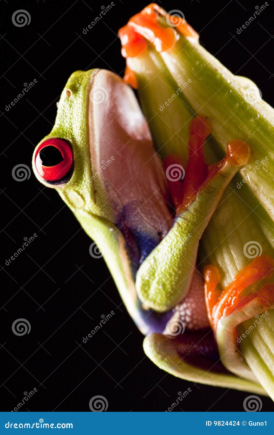 Exotic frog stock photo. Image of branches, reptile, green - 9824424