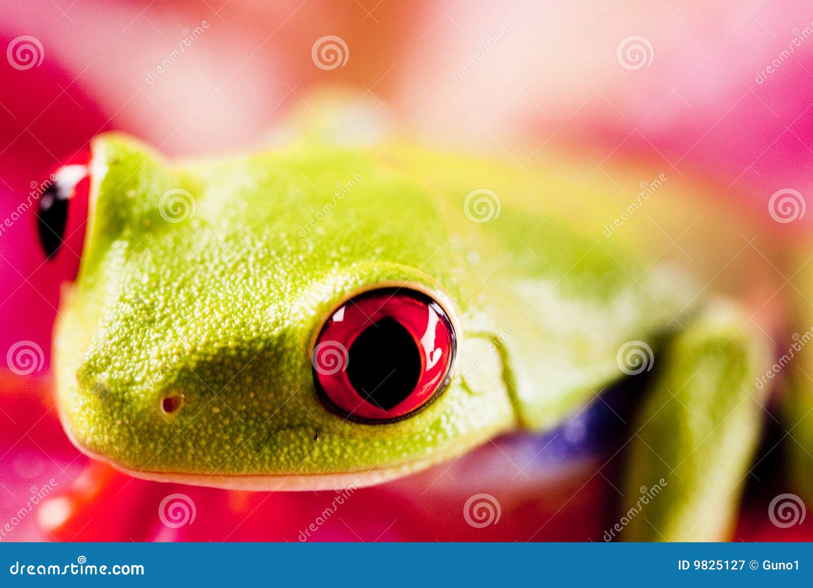 Exotic frog stock image. Image of amphibian, petal, organism - 9825127