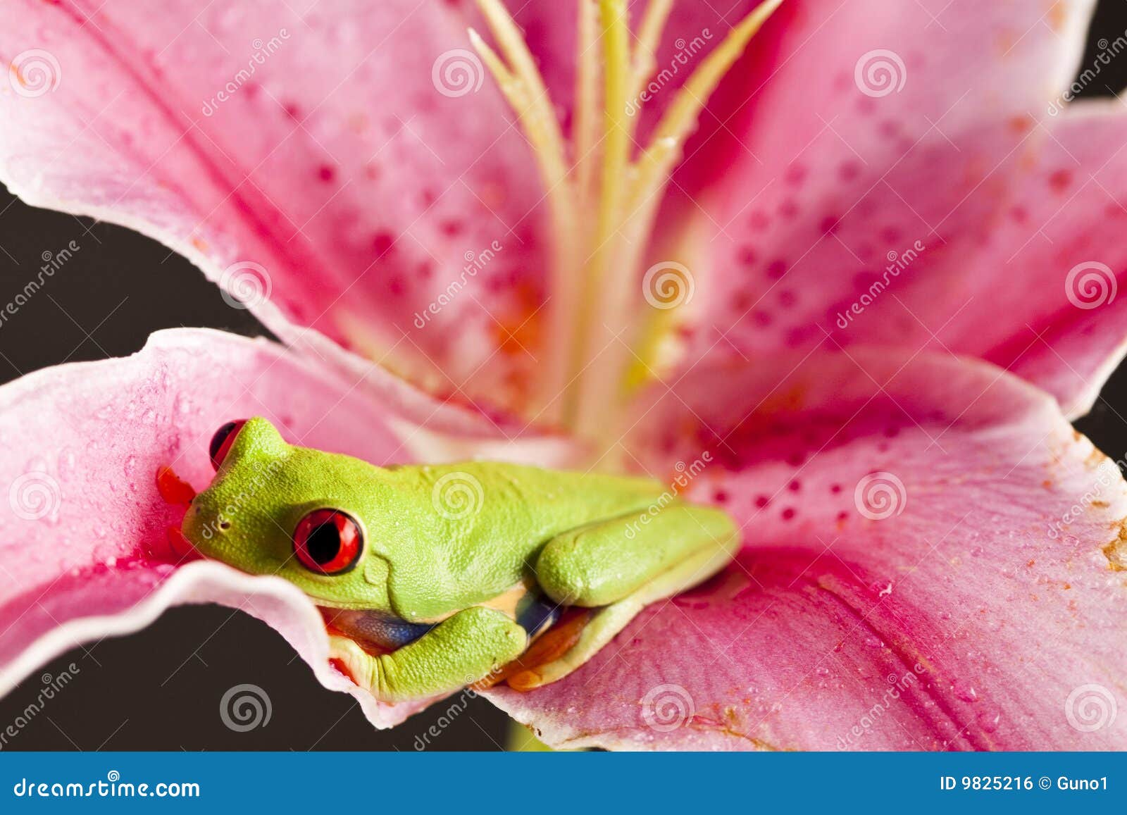 Exotic frog stock photo. Image of flora, alstroemeriaceae - 9825216