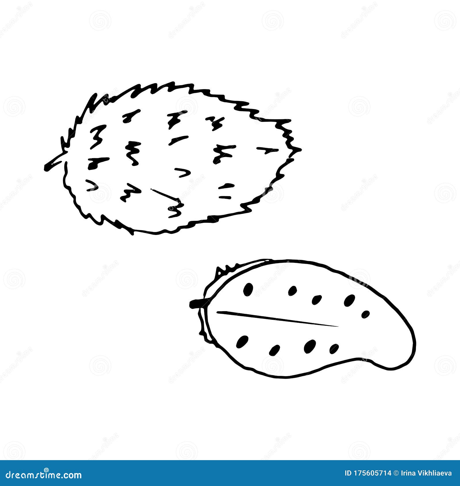 Exotic fruit. Guanabana stock illustration. Illustration of doodle ...