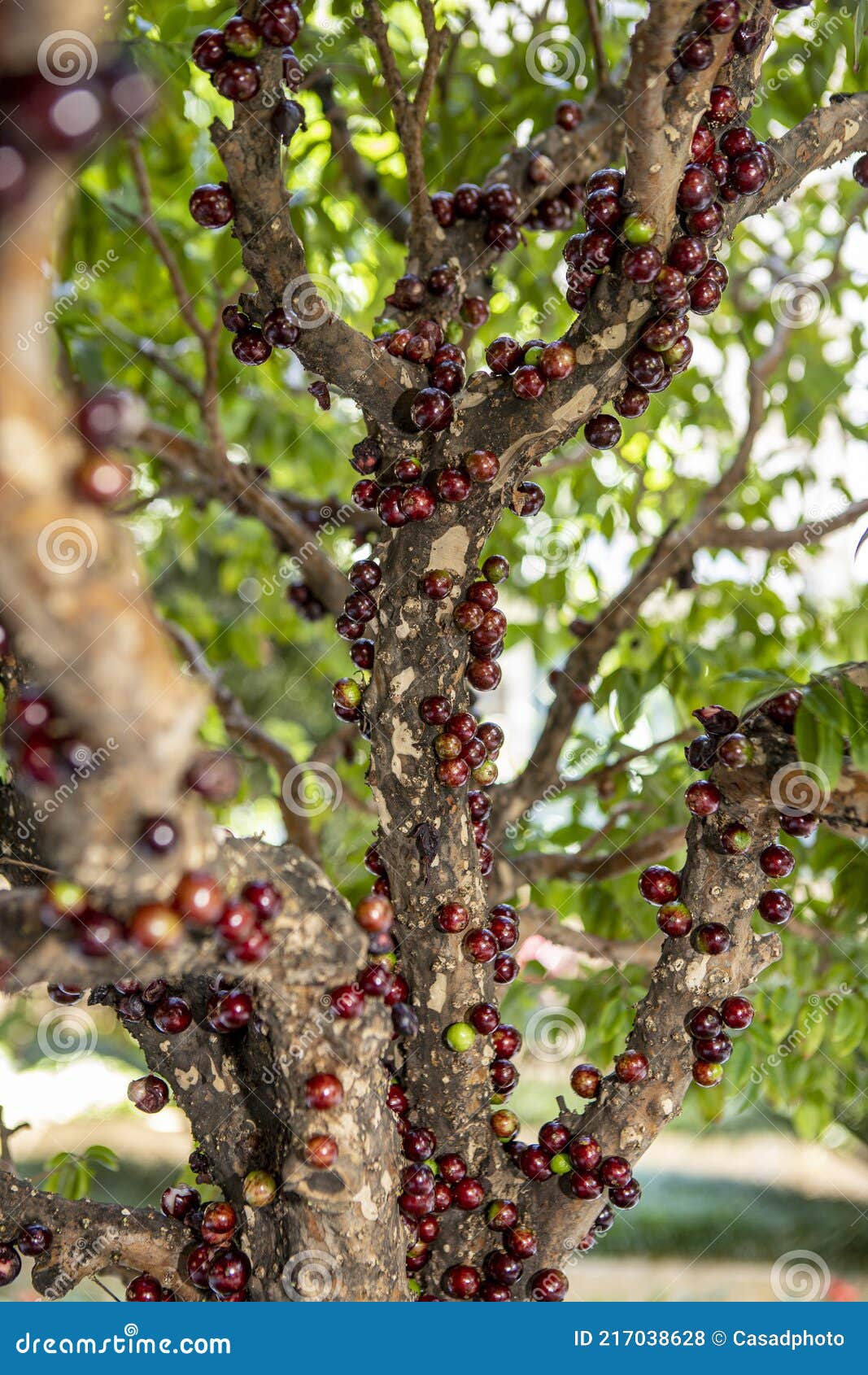 The Exotic Fruit of the Jaboticaba Growing on the Tree Trunk Stock ...