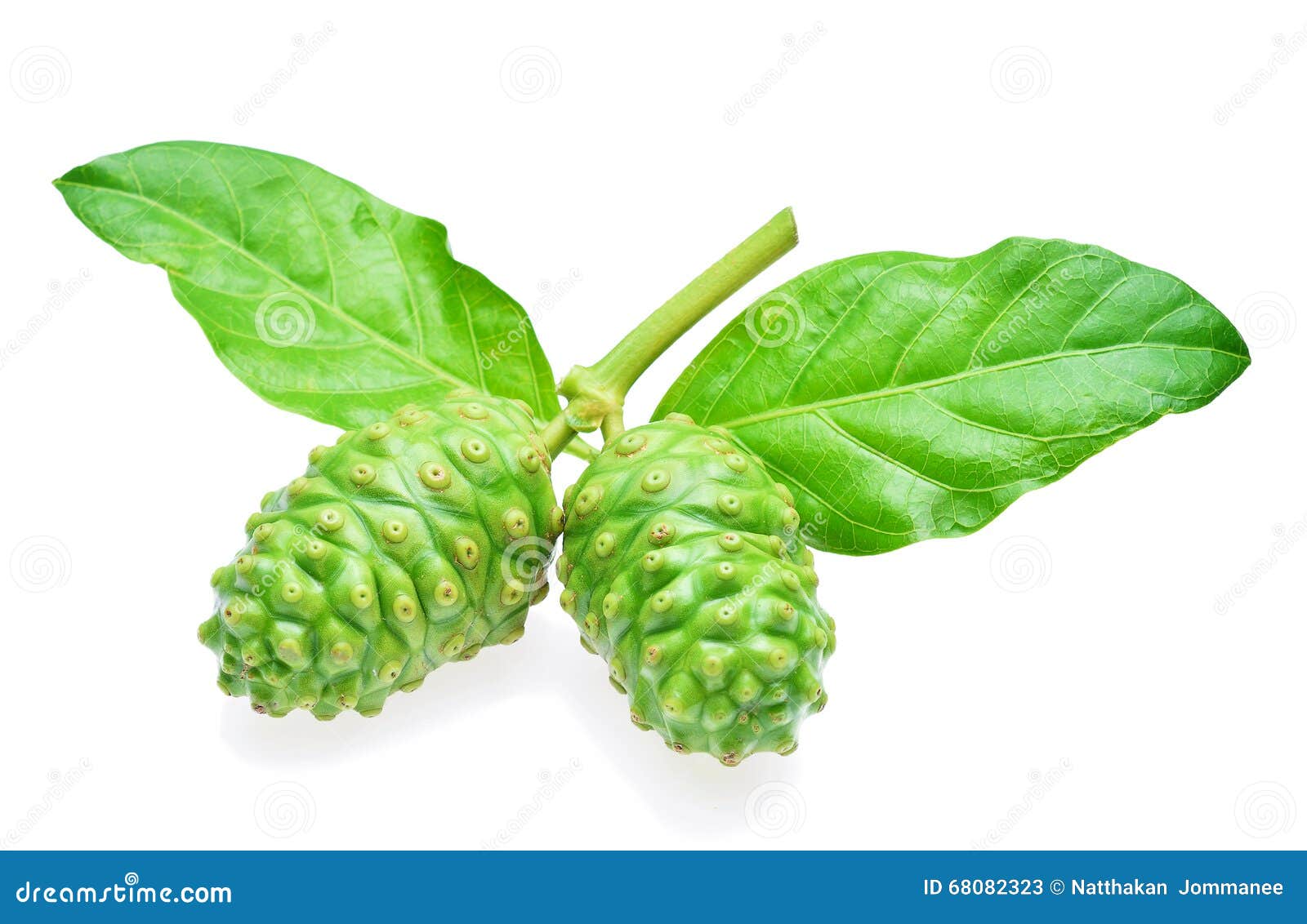 Exotic fruit - Noni stock image. Image of nutritional - 68082323