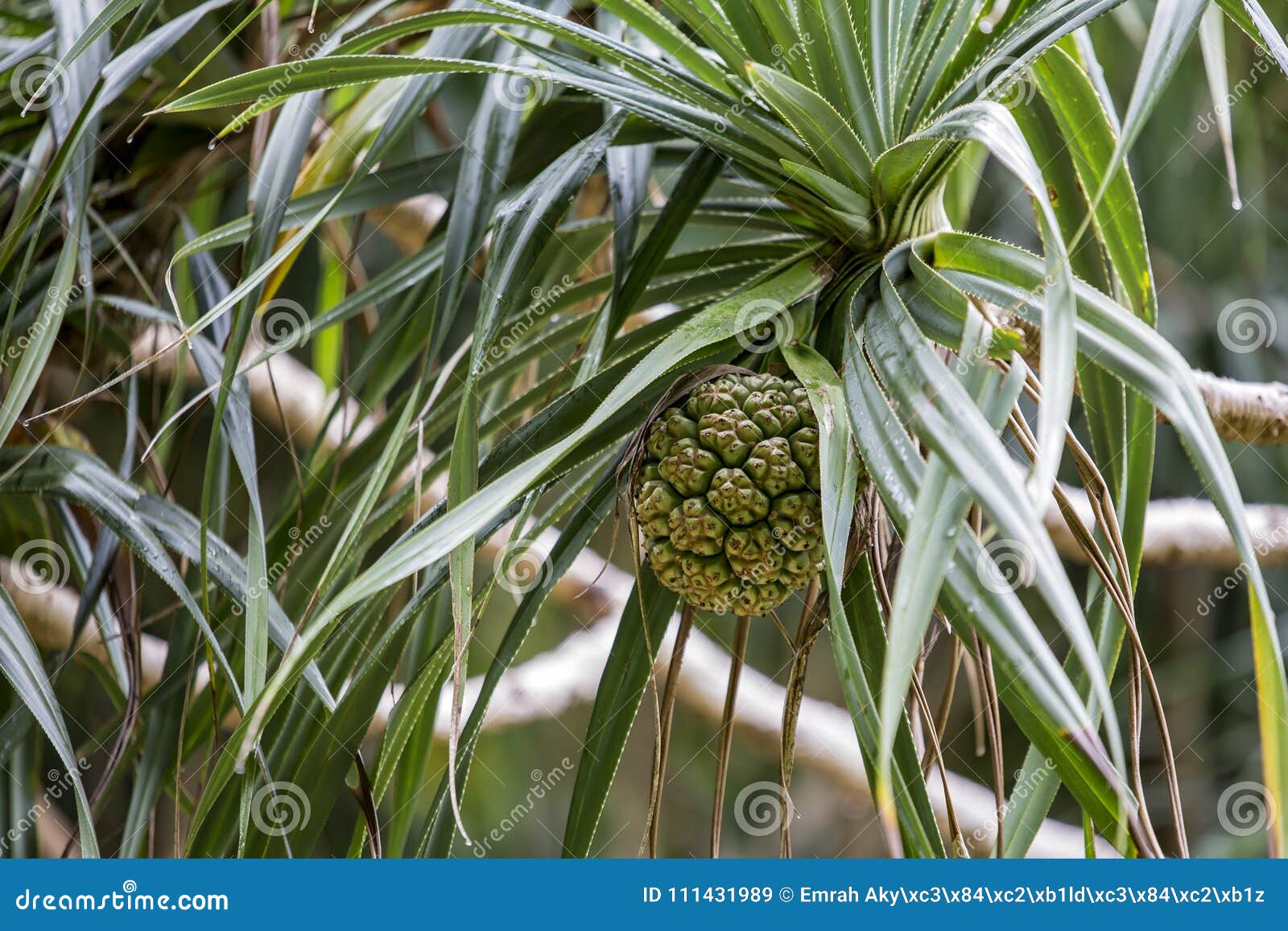 An Exotic Fruit on a Palm Tree Stock Image - Image of food, national ...