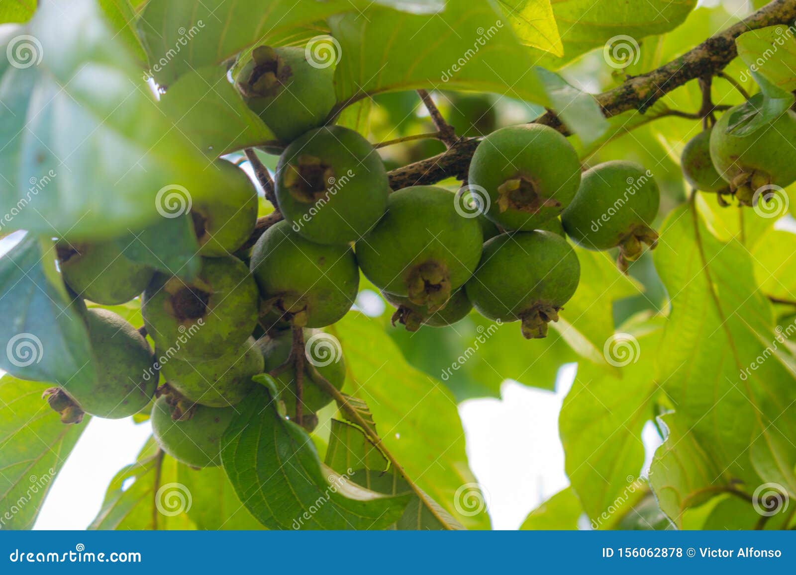 EXOTIC FRUITS CALLED CHAMPAS Stock Photo - Image of agriculture, food ...