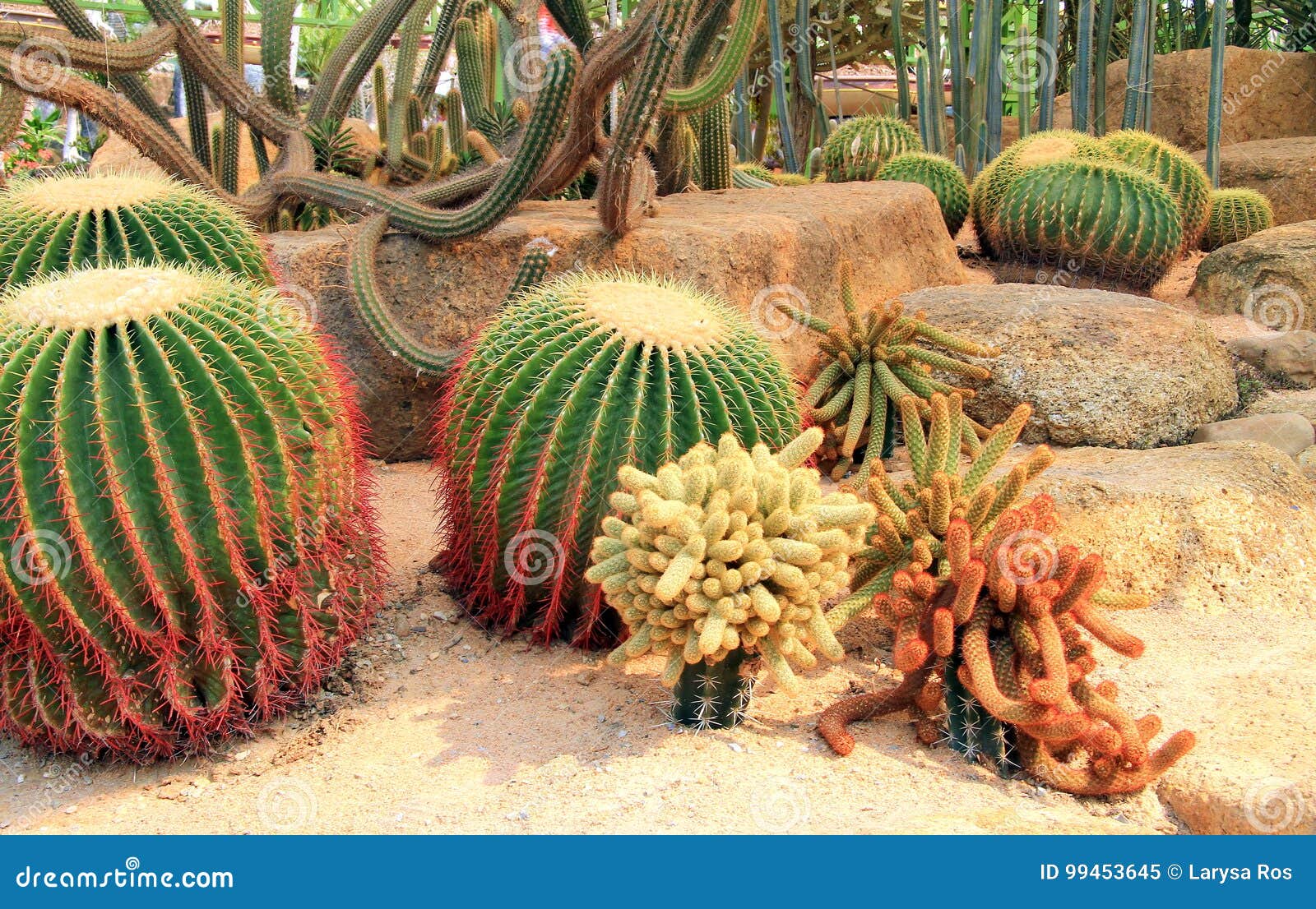 Exotic Giant Cactus in the Garden Stock Image - Image of barrel, color ...