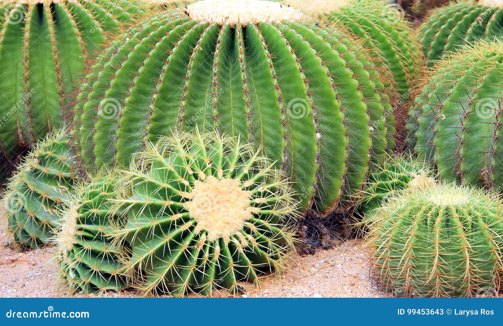 Exotic giant round cactus stock image. Image of nuasect - 99453643