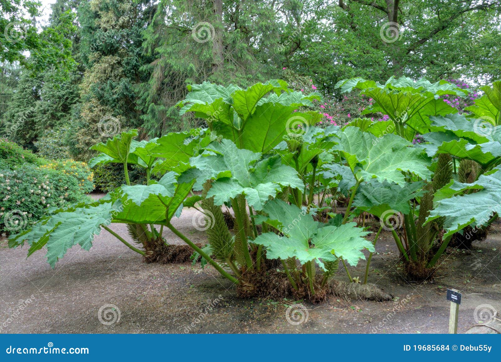 Exotic green plant stock photo. Image of rhubarb, gunnera - 19685684