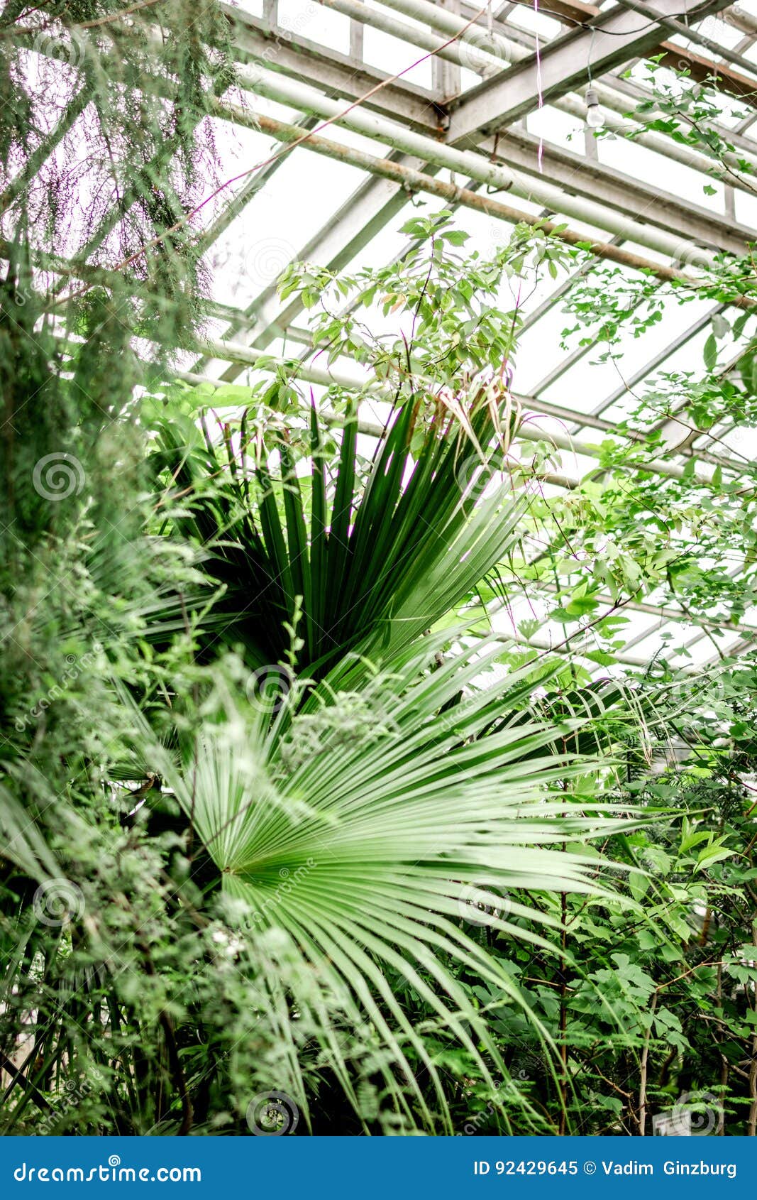 Exotic Green Plants in Old Orchard-house Space Stock Image - Image of ...