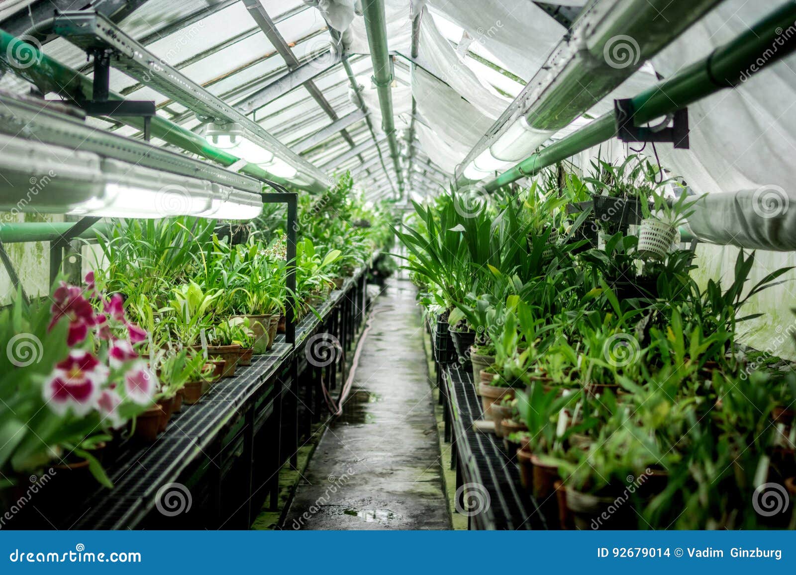 Exotic Green Plants in Old Orchard-house Space Stock Photo - Image of ...