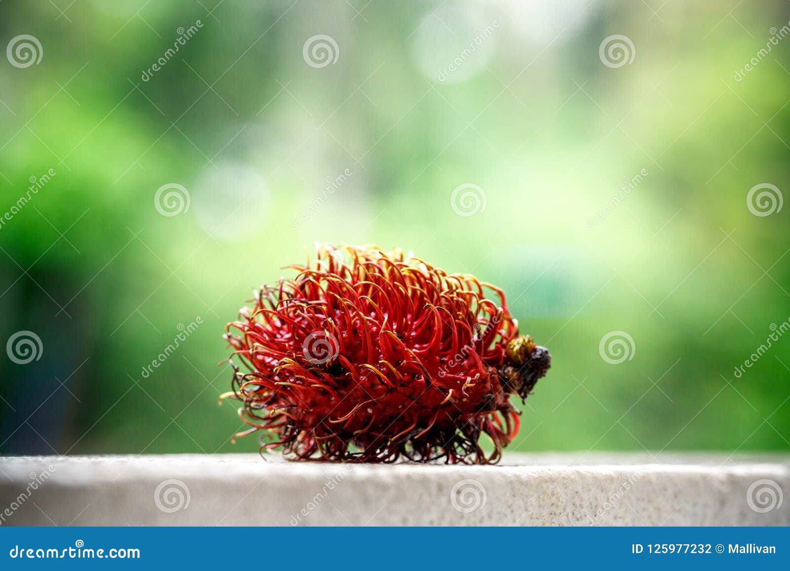 One Rambutan on a Green Background Stock Photo - Image of asia, diet ...