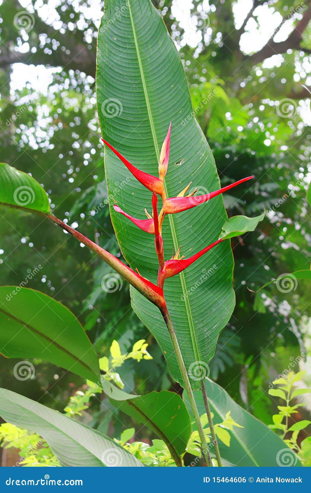 Exotic Heliconia flower stock photo. Image of bracts - 15464606