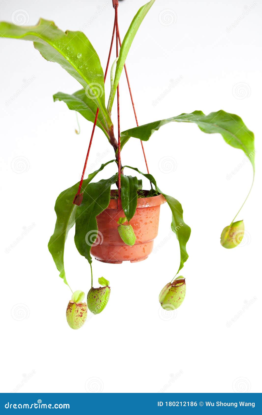 Exotic, Herbaceous Plants, Hell of Flies, Flytrap Stock Photo - Image ...