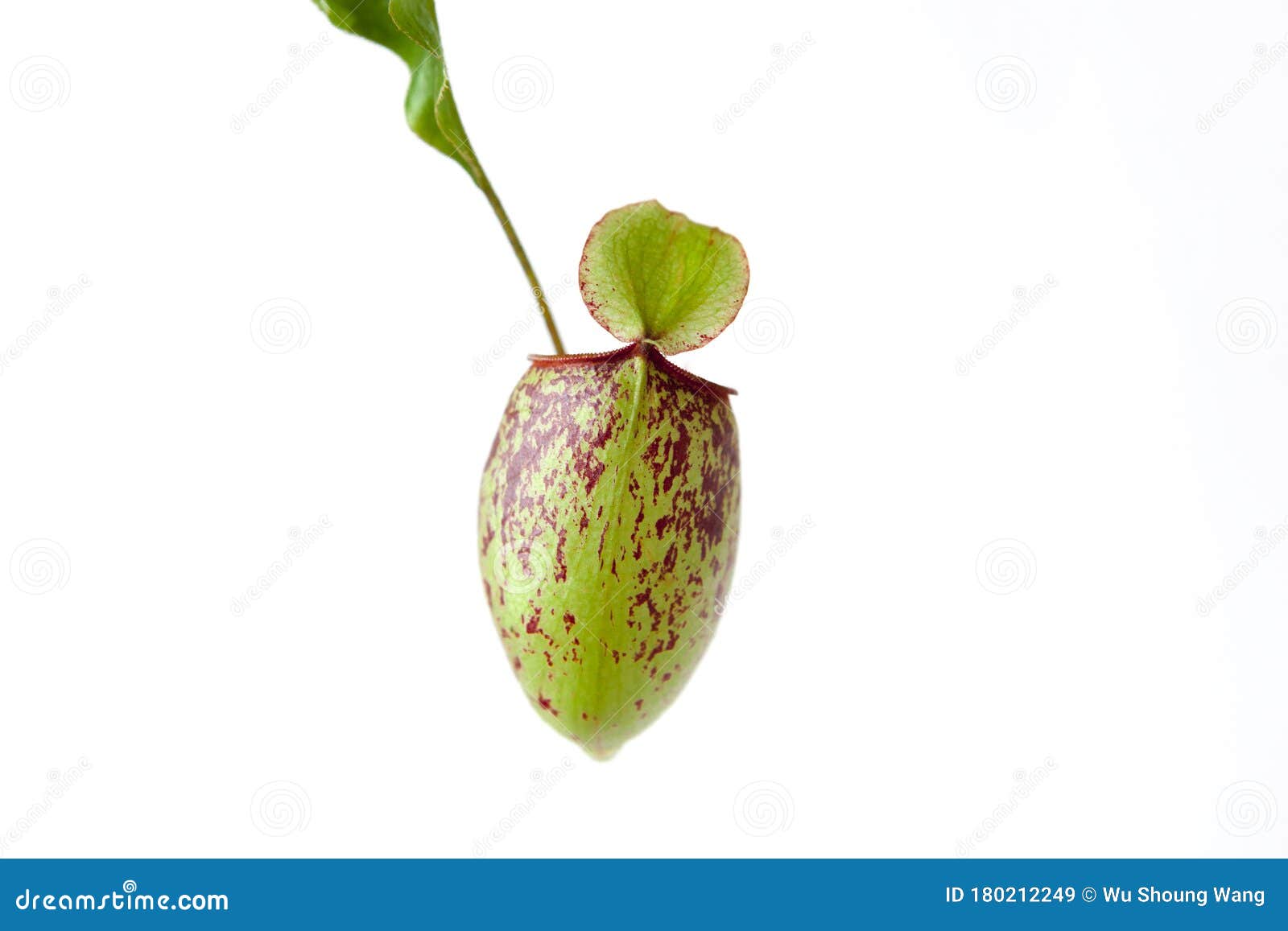 Exotic, Herbaceous Plants, Hell of Flies, Flytrap Stock Image - Image ...