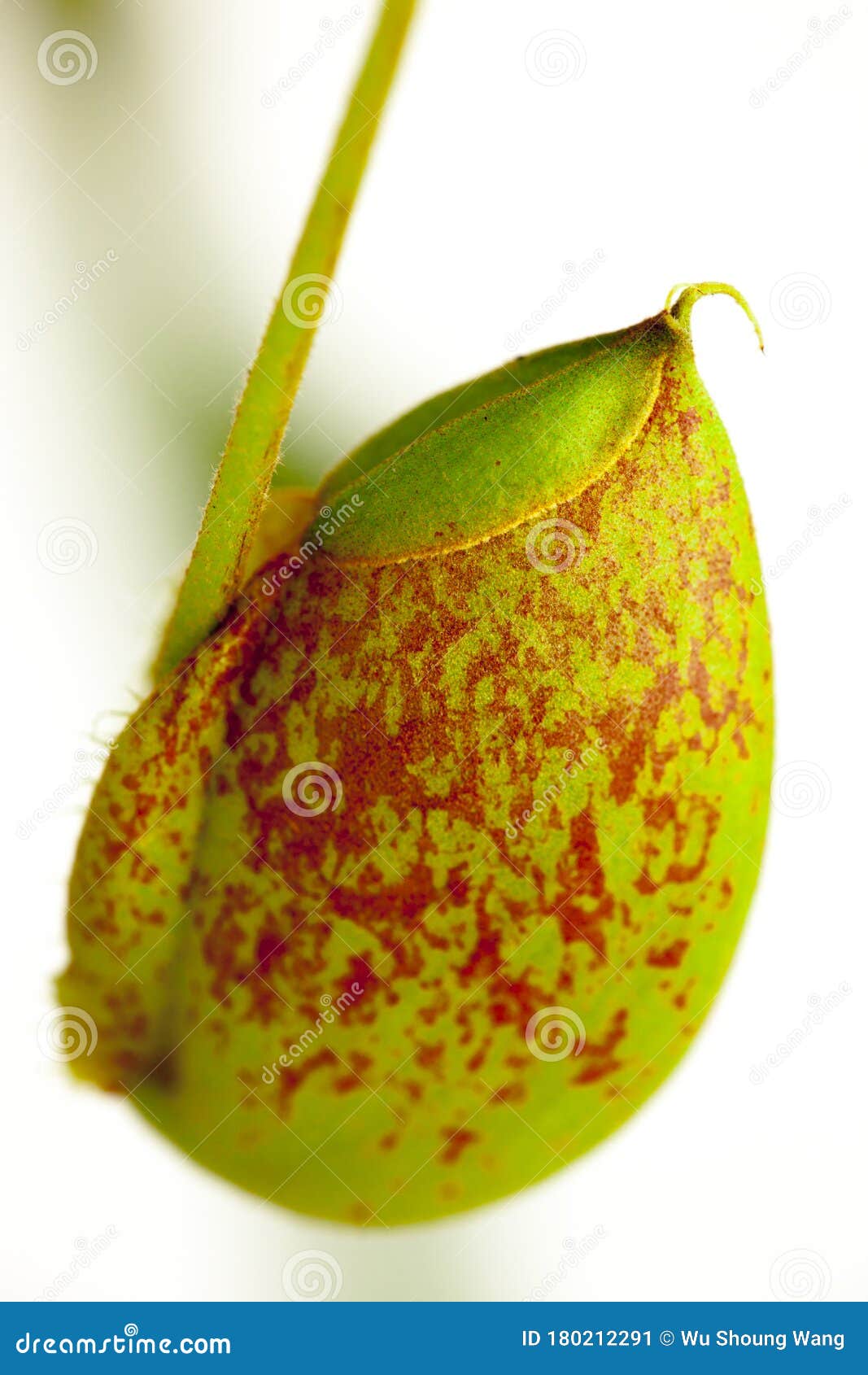 Exotic, Herbaceous Plants, Hell of Flies, Flytrap Stock Image - Image ...