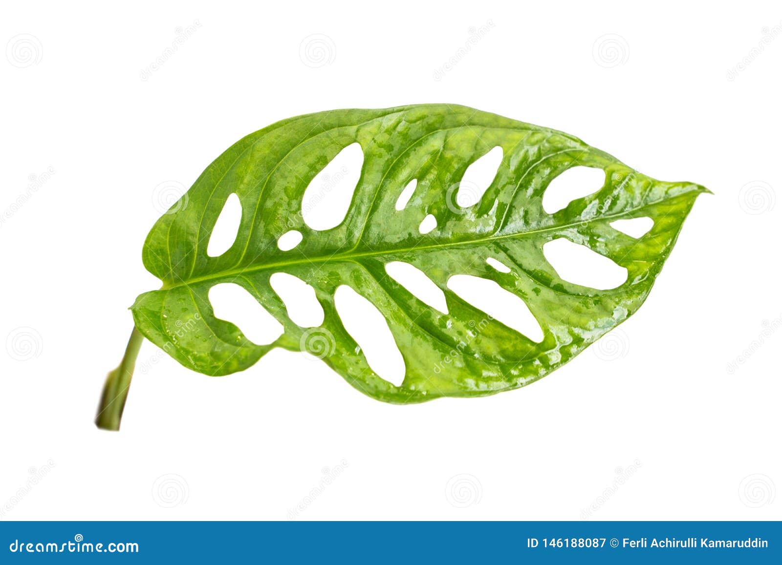 Exotic Hollow Leaves Monstera Adansonii Stock Image - Image of ...