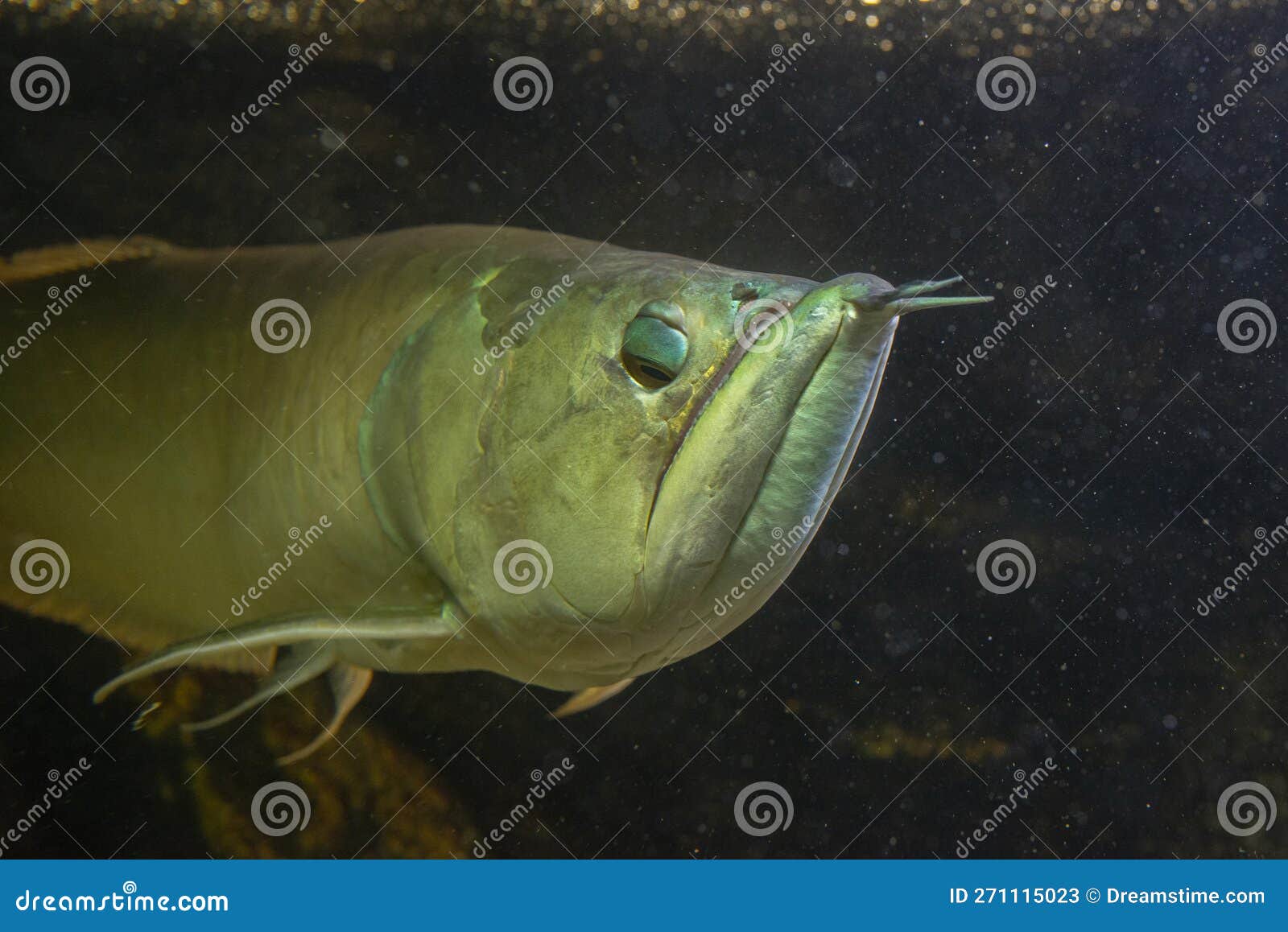 Huge Arowana Fish in the Aquarium Stock Image - Image of asia, gigas ...