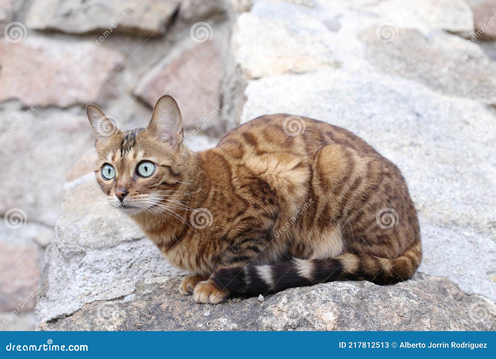 Exotic Hybrid Bengal Cat in Nature Stock Image - Image of gaze ...