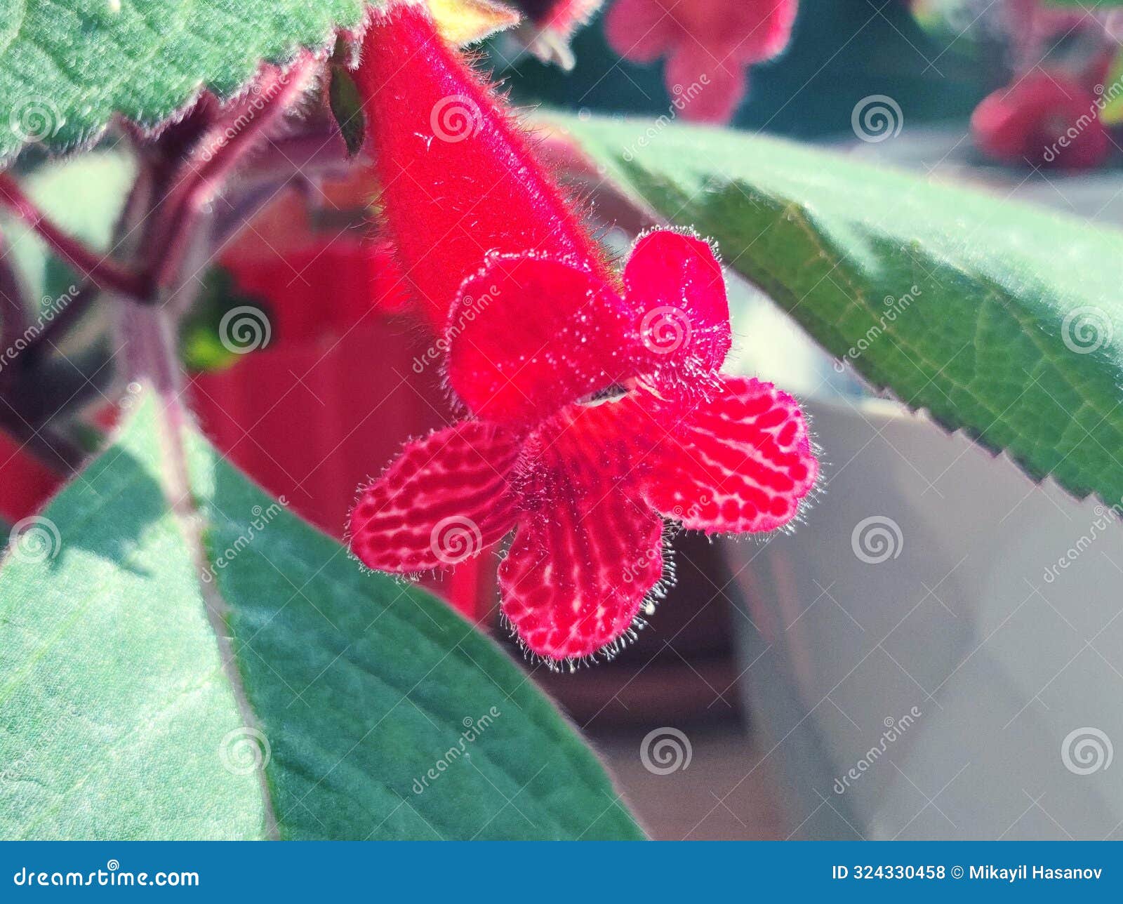 Exotic Indoor Flower of Small Size in Close-up in Daylight Stock Photo ...